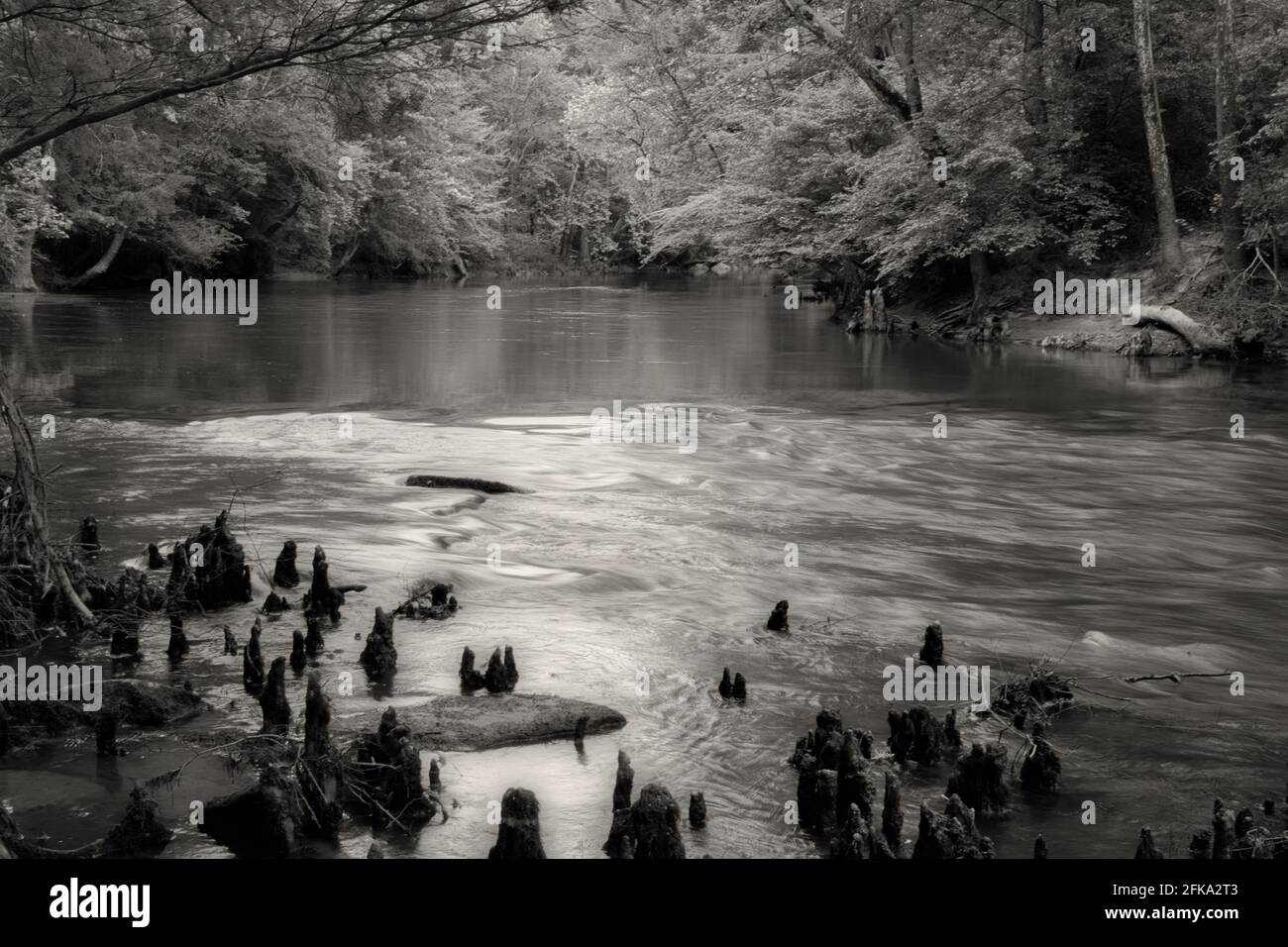Nature in black and white Stock Photo - Alamy