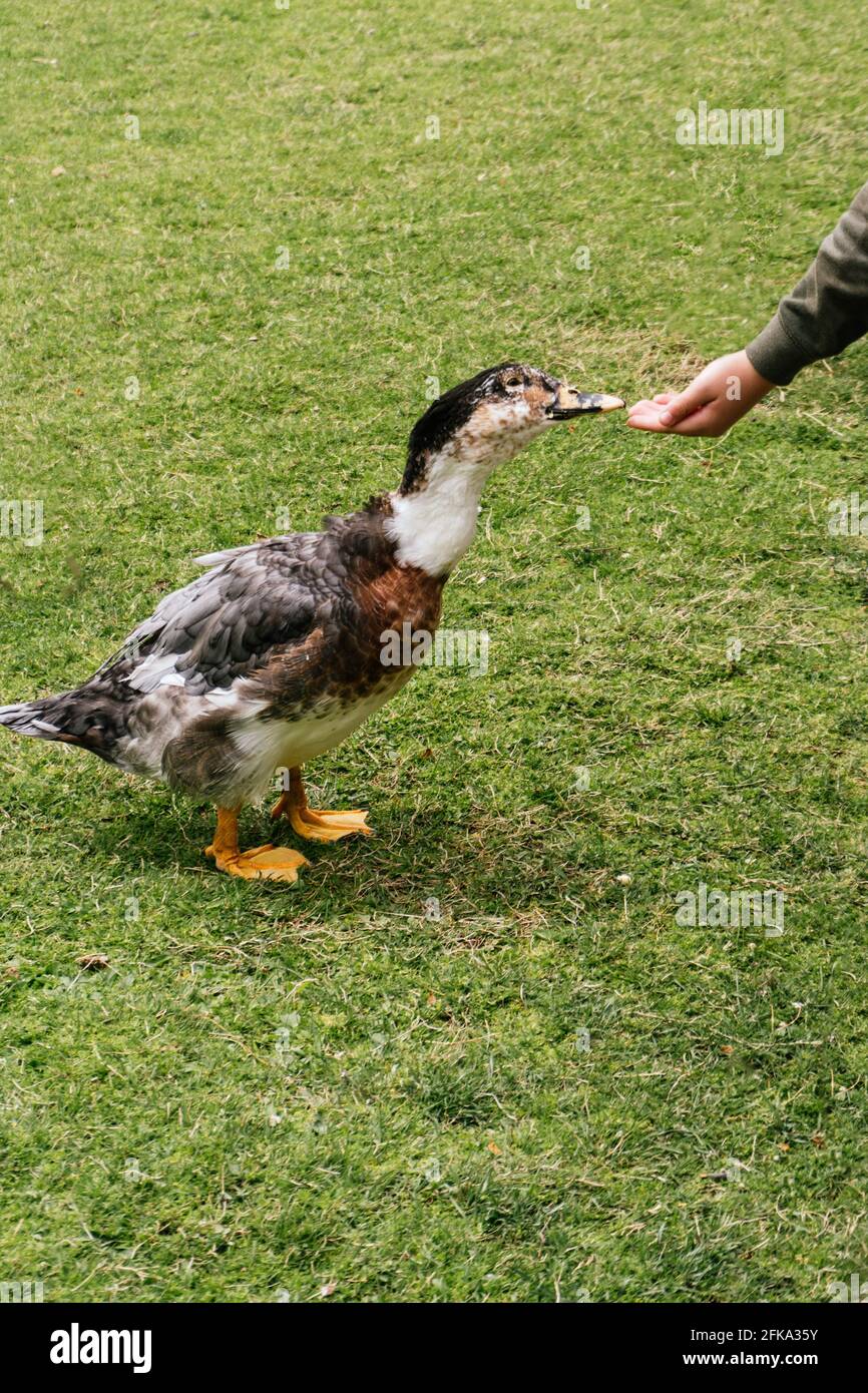 Vertical shot of person's hand feeding a duck in a zoo Stock Photo - Alamy