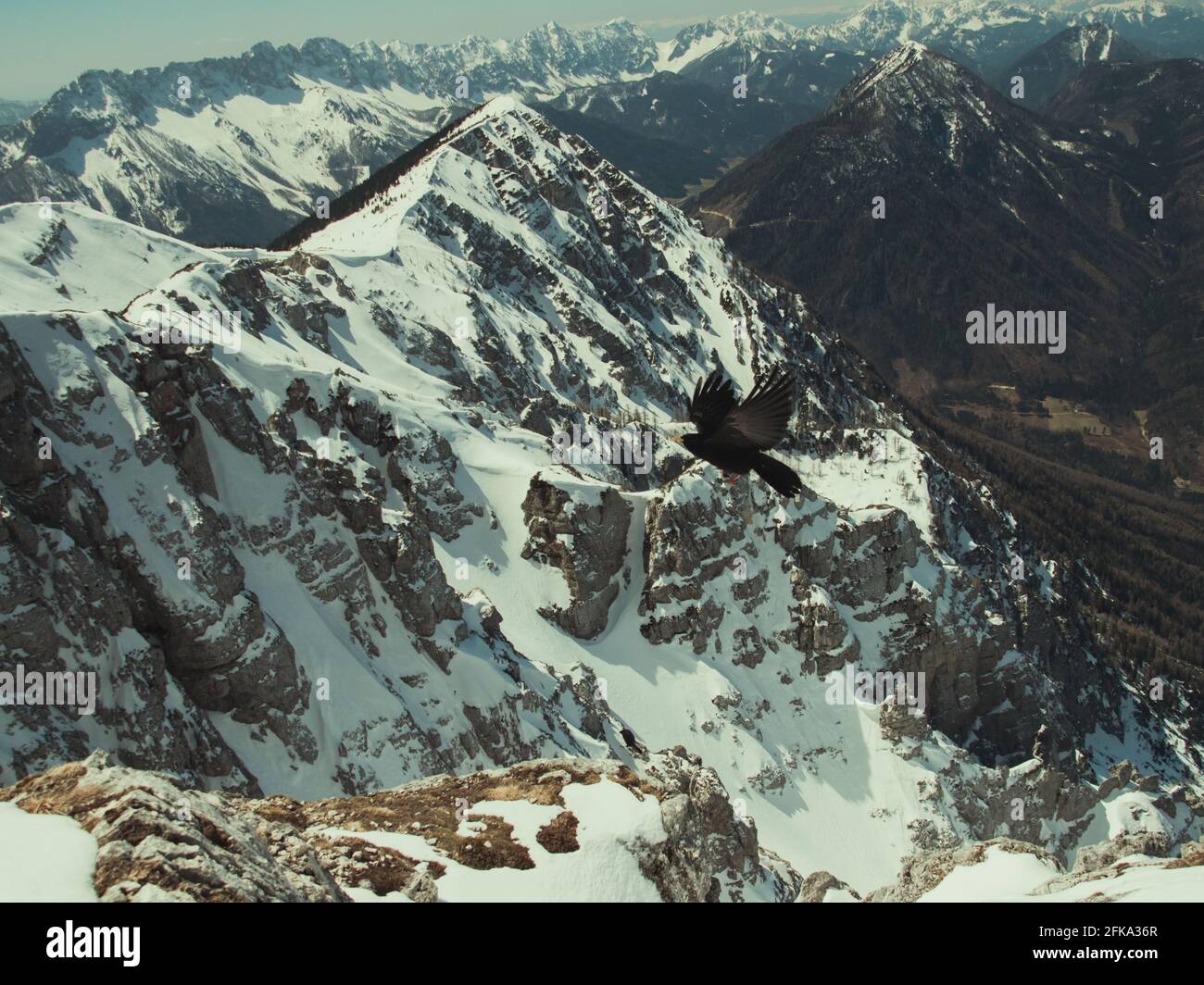 Alpine chough flying over snow-covered mountains Stock Photo - Alamy