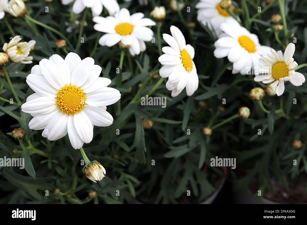 Argyranthemum frutescens ‘Pure White Butterfly’ Marguerite daisy ...