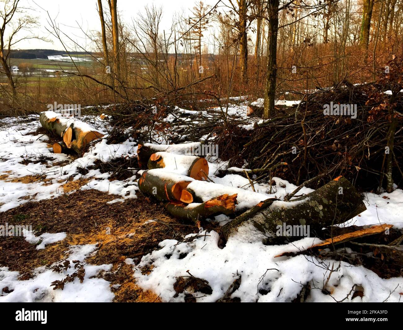 Wooden logs on the ground in the winter countryside Stock Photo - Alamy