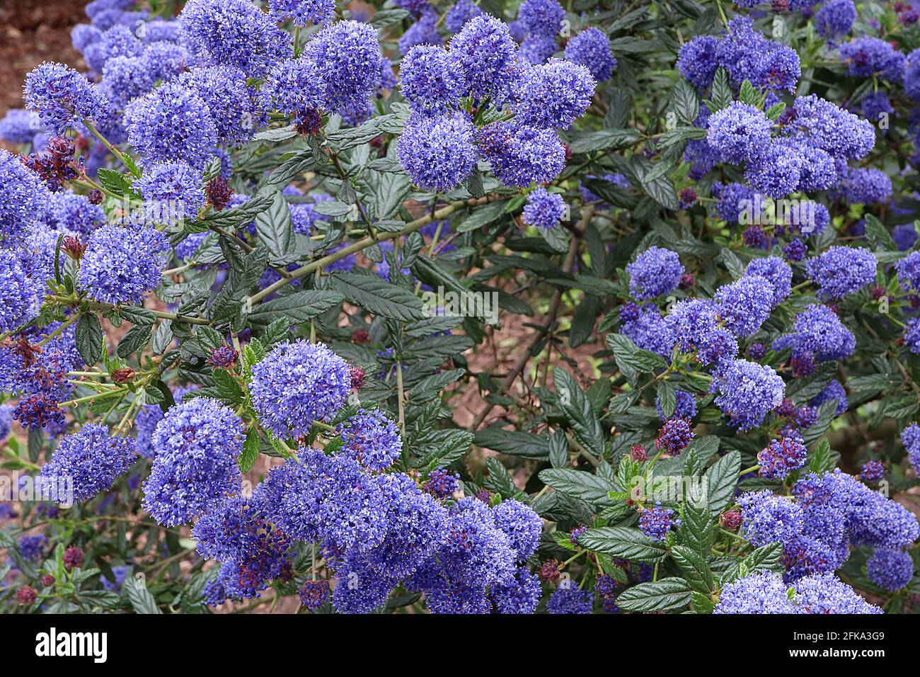 Ceanothus blue hi-res stock photography and images - Alamy