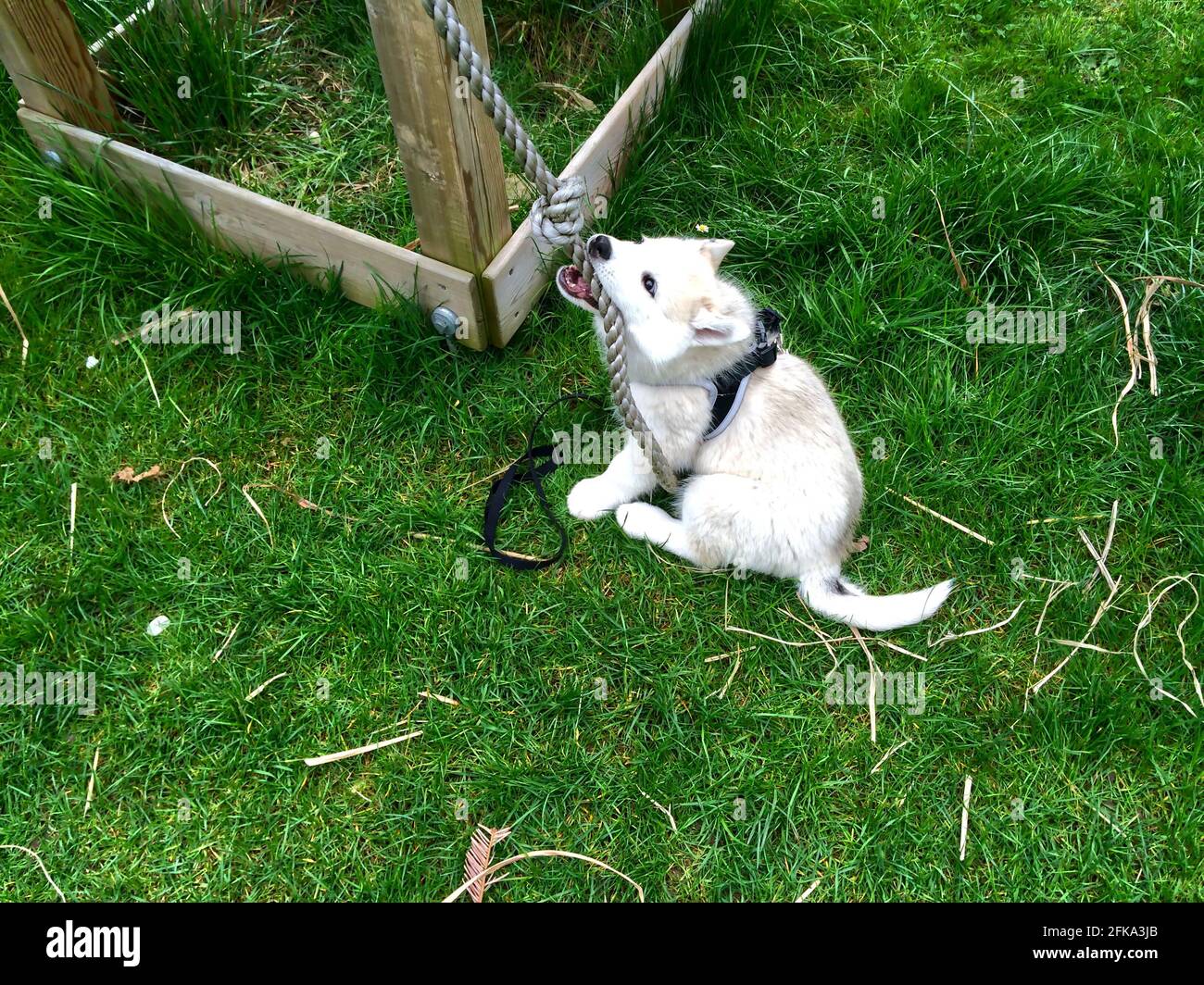 Cute West Siberian Laika puppy biting a rope while playing in the yard ...