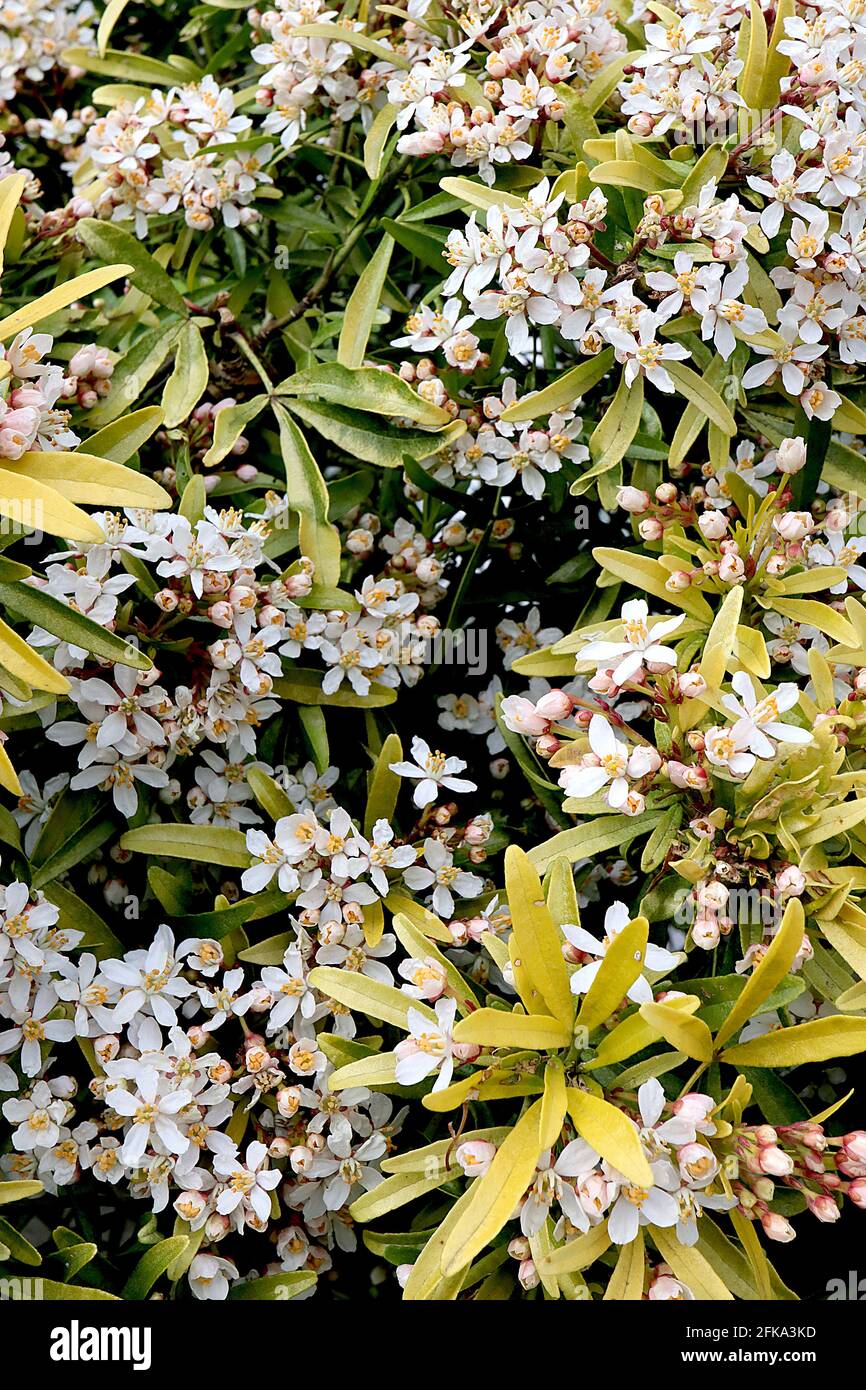 Choisya x dewitteana ‘Aztec Gold’ Mexican orange blossom Aztec Gold ...