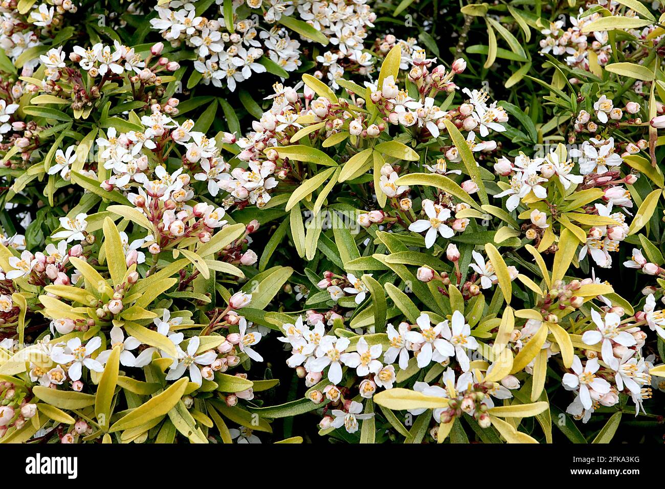 Aztec gold hi-res stock photography and images - Alamy