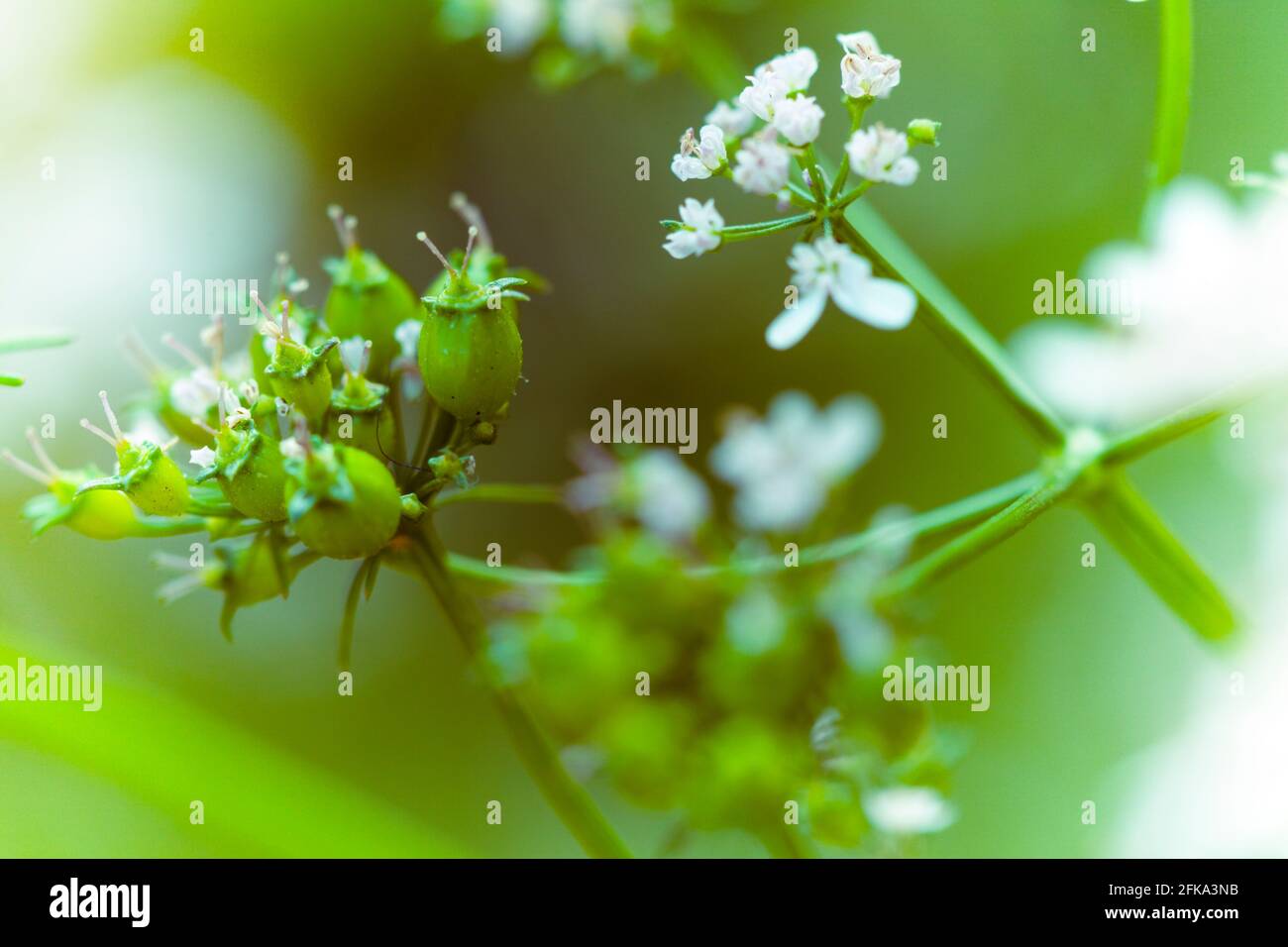 Coriander seed germination hi-res stock photography and images - Alamy
