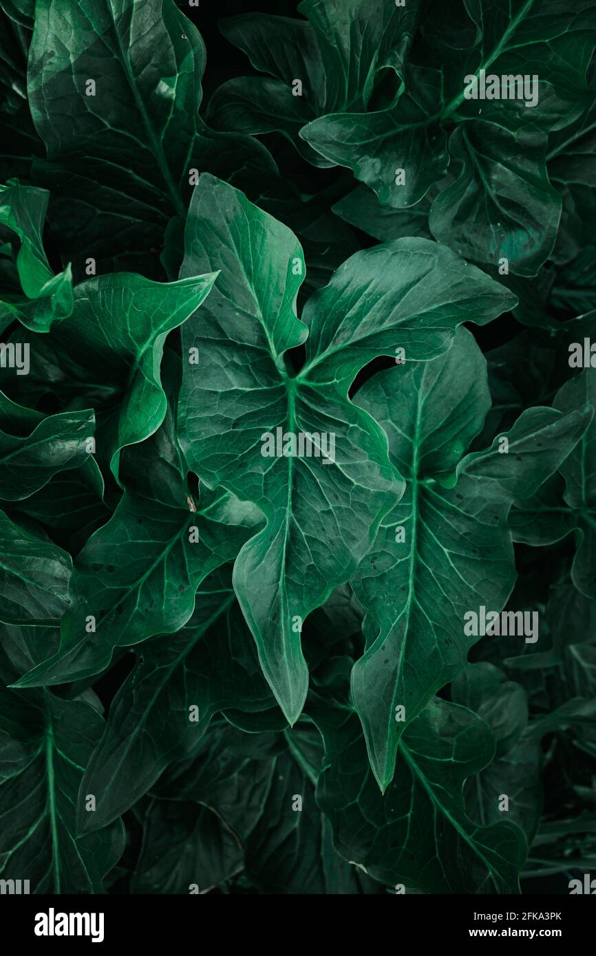Green leaves in spring season hi-res stock photography and images - Alamy