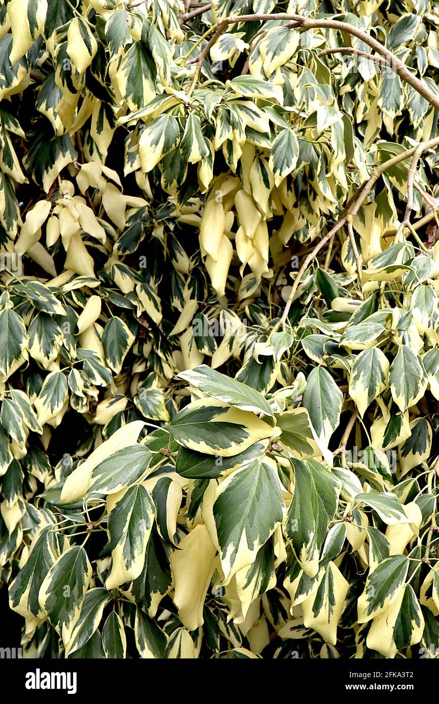 Hedera colchica dentata ‘Variegata’ Ivy dentata variegata – cascades of ...