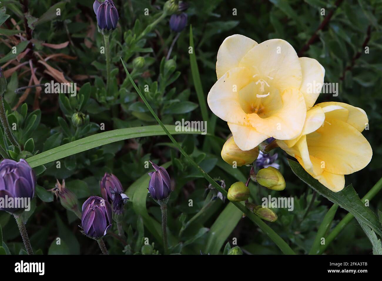Yellow funnel shaped flower hi-res stock photography and images - Alamy