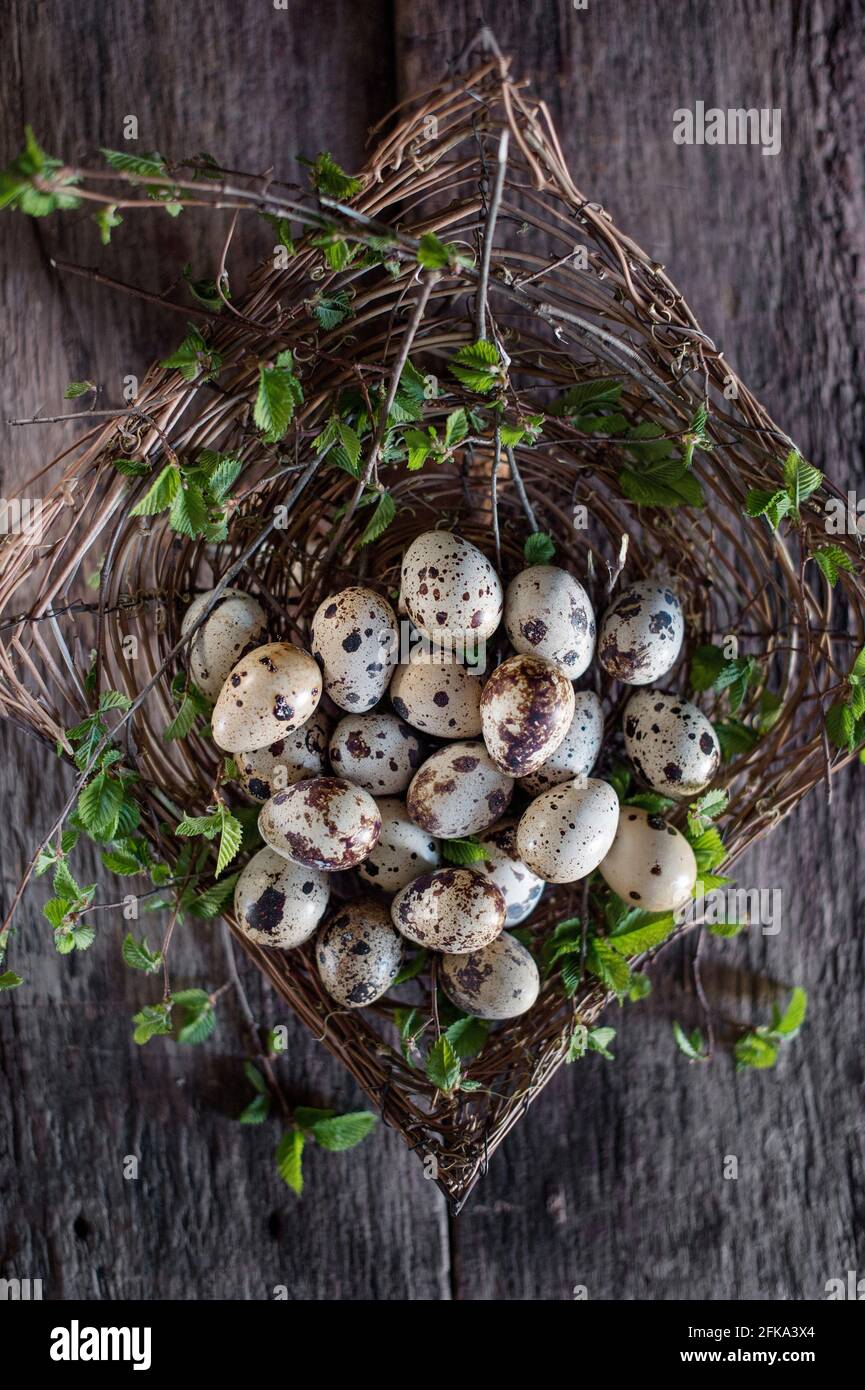 Rustic decoration still life with quail eggs in the nest Stock Photo ...