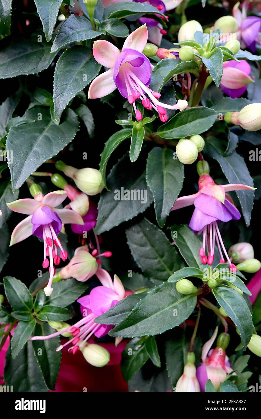 Fuchsia ‘Bella Mariska’ violet skirt and pale pink petals, April ...