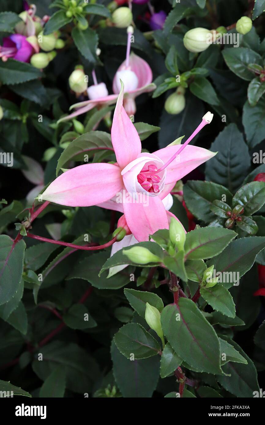 Fuchsia ‘Bella Sophia’ white skirt and pink sepals, April, England, UK ...