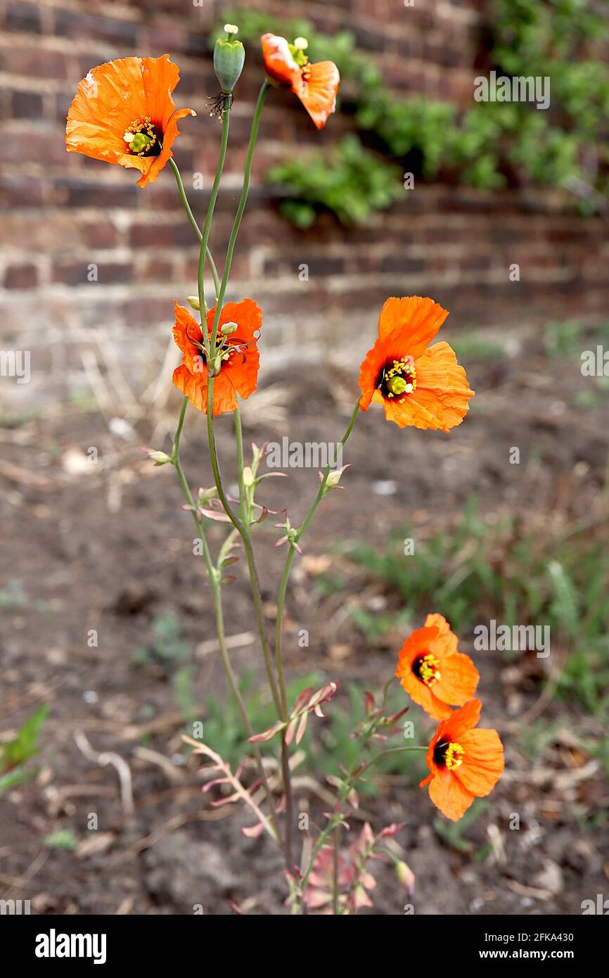 Papaver heterophyllum ‘Copper Queen’ wind poppy Copper Queen – single ...