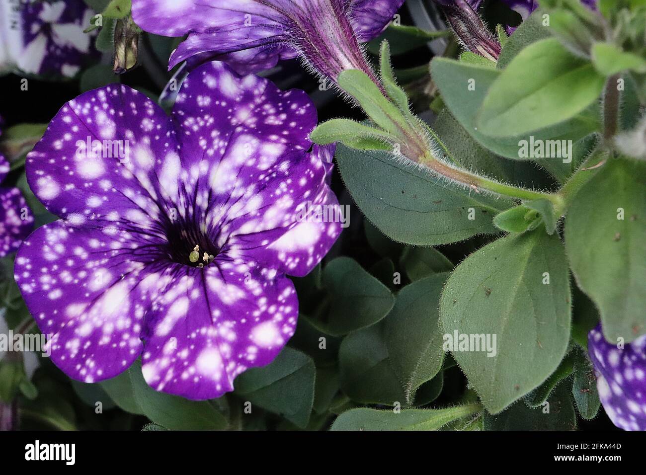 Petunia ‘Night Sky’ Deep purple flowers mottled white like a ...