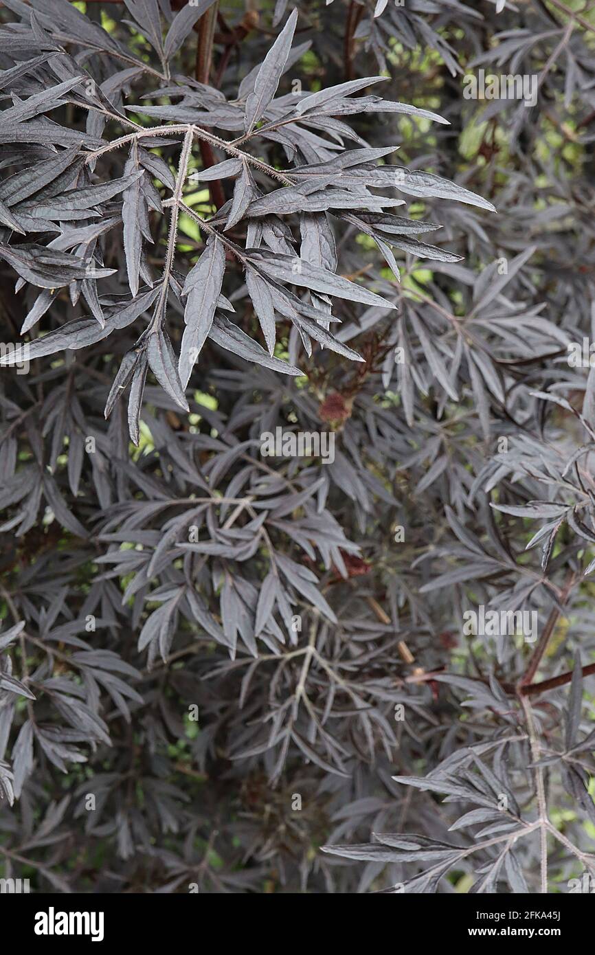 Sambucus nigra / Black Lace black Elderberry – deeply dissected black ...