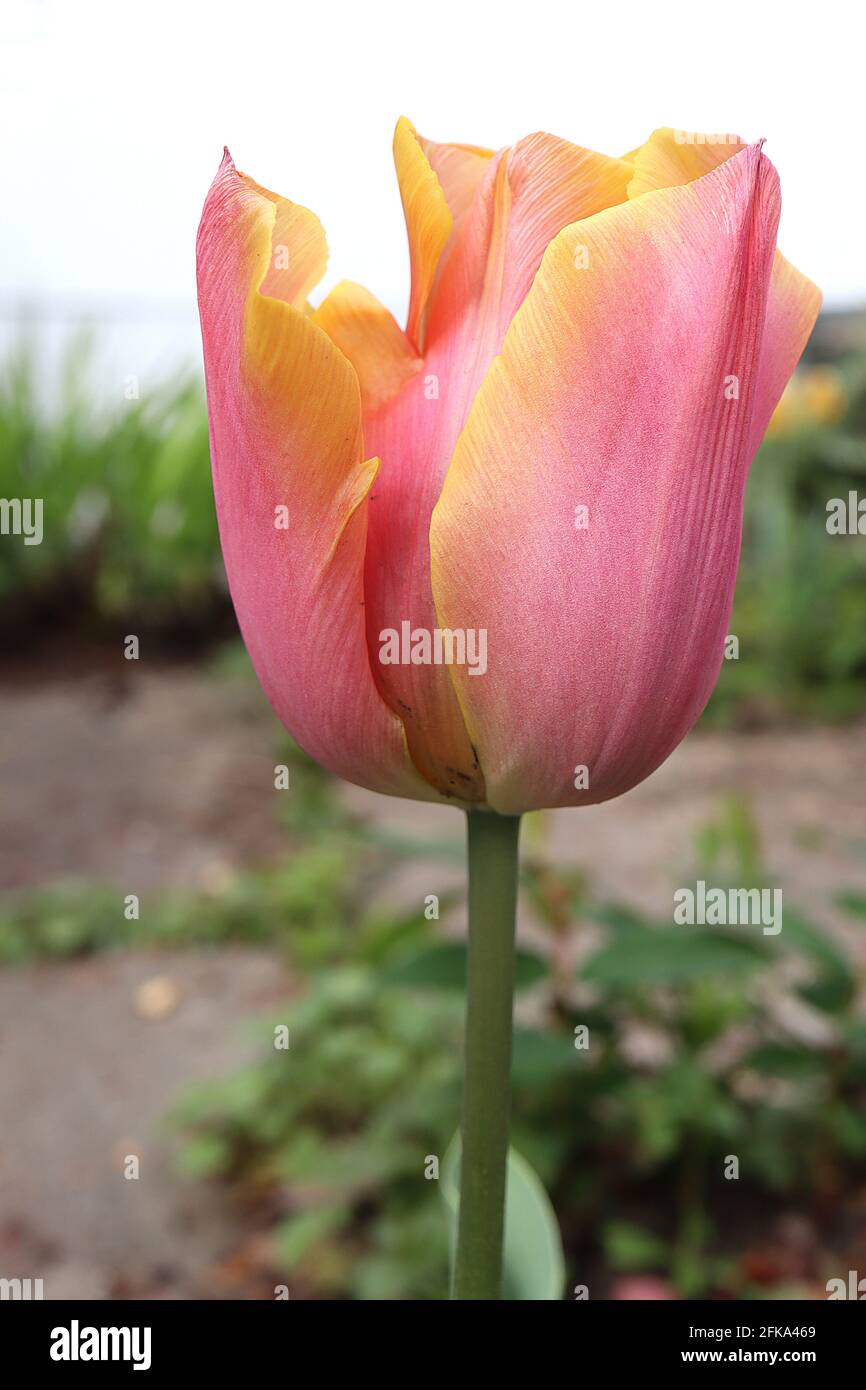 Tulipa ‘Menton’ Single late 5 Menton tulip - deep pink petals, soft ...