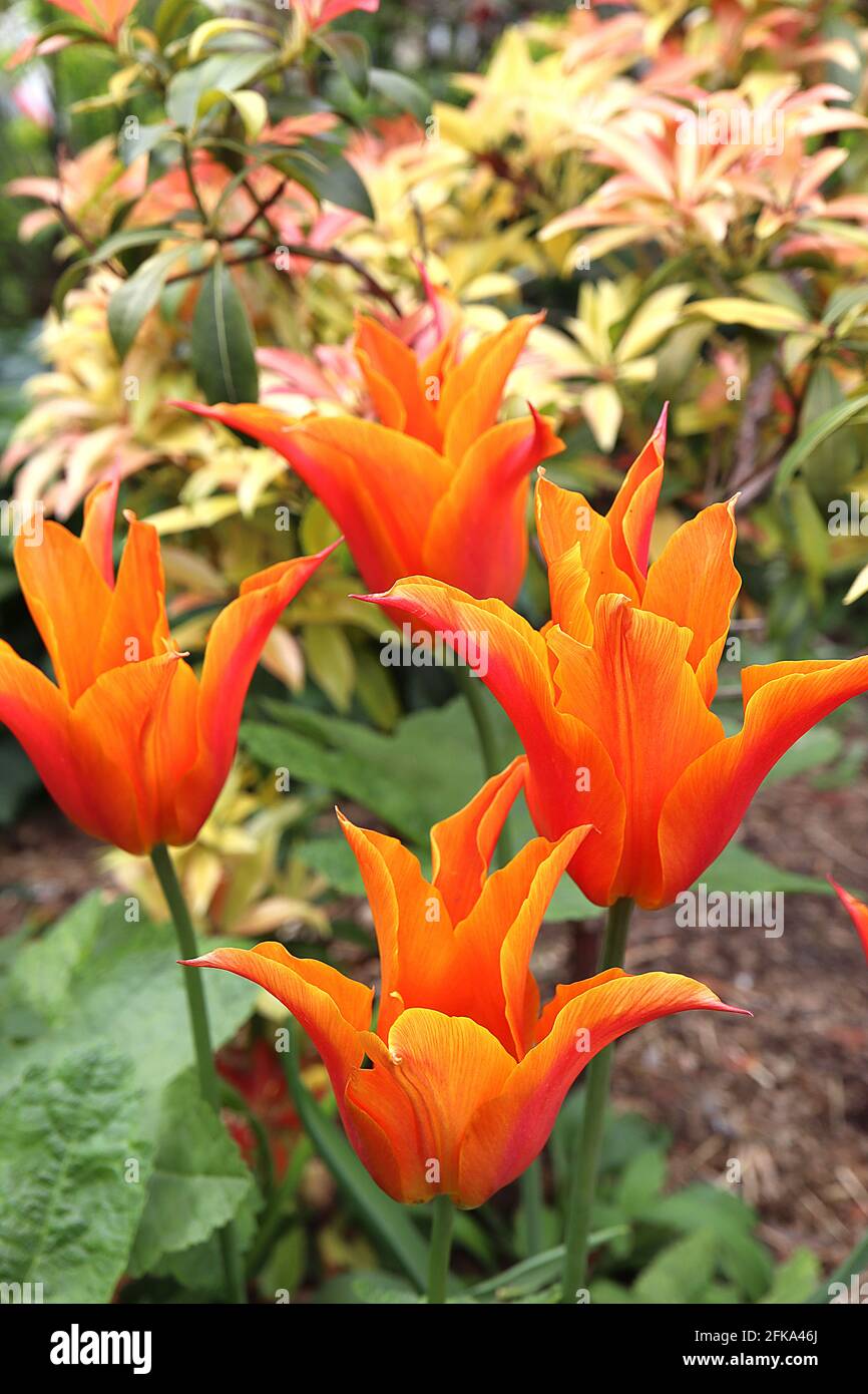 Ballerina tulip hi-res stock photography and images - Alamy