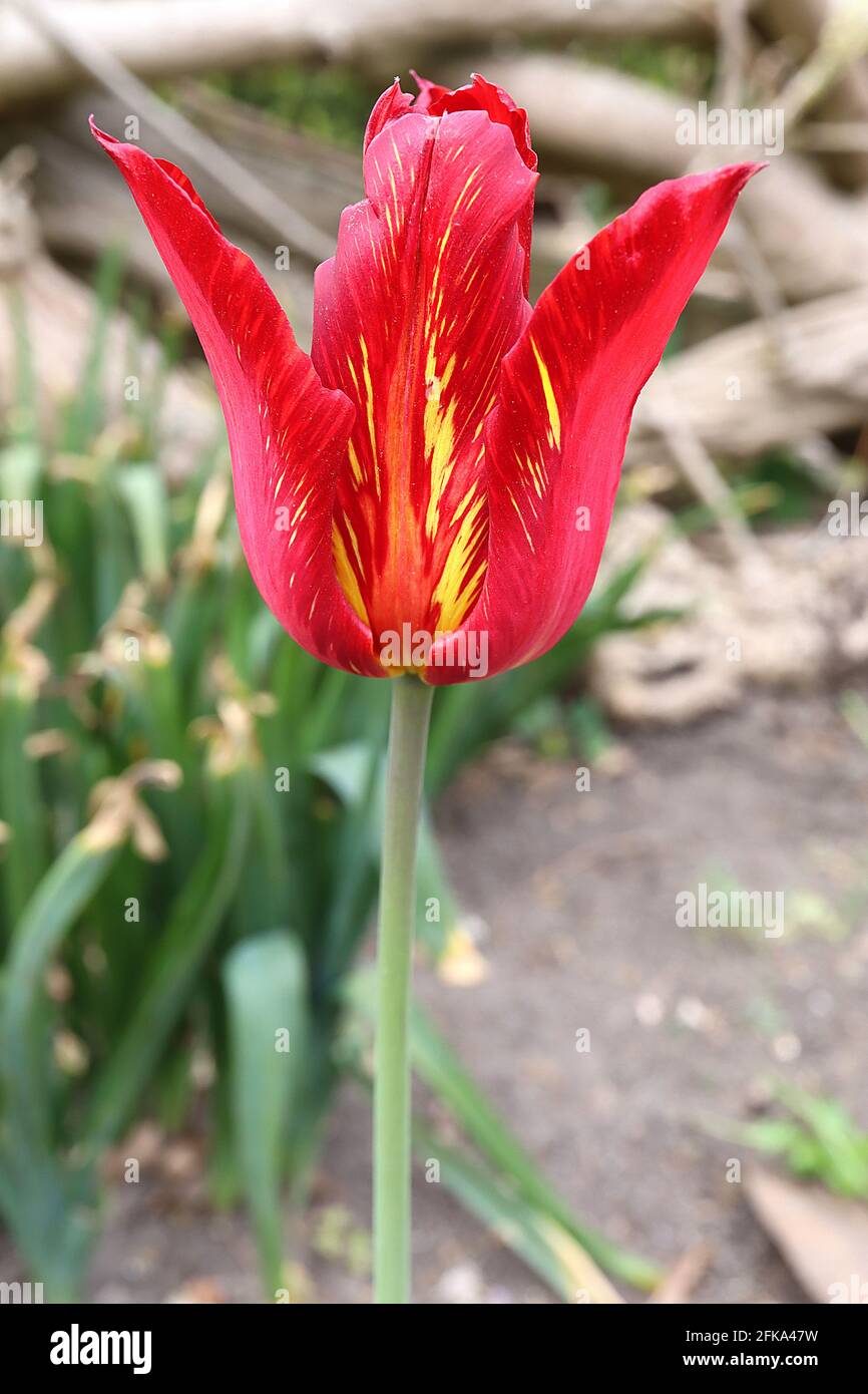 Tulipa rubens rembrandt hi-res stock photography and images - Alamy