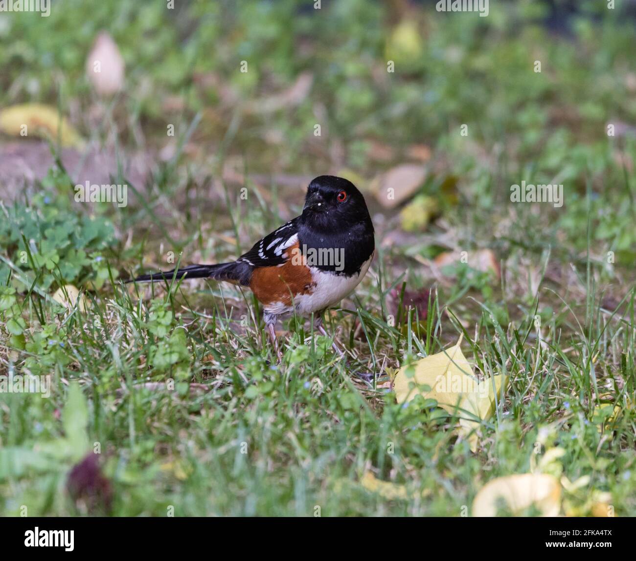 Spotted towhee bird in the backyard Stock Photo - Alamy