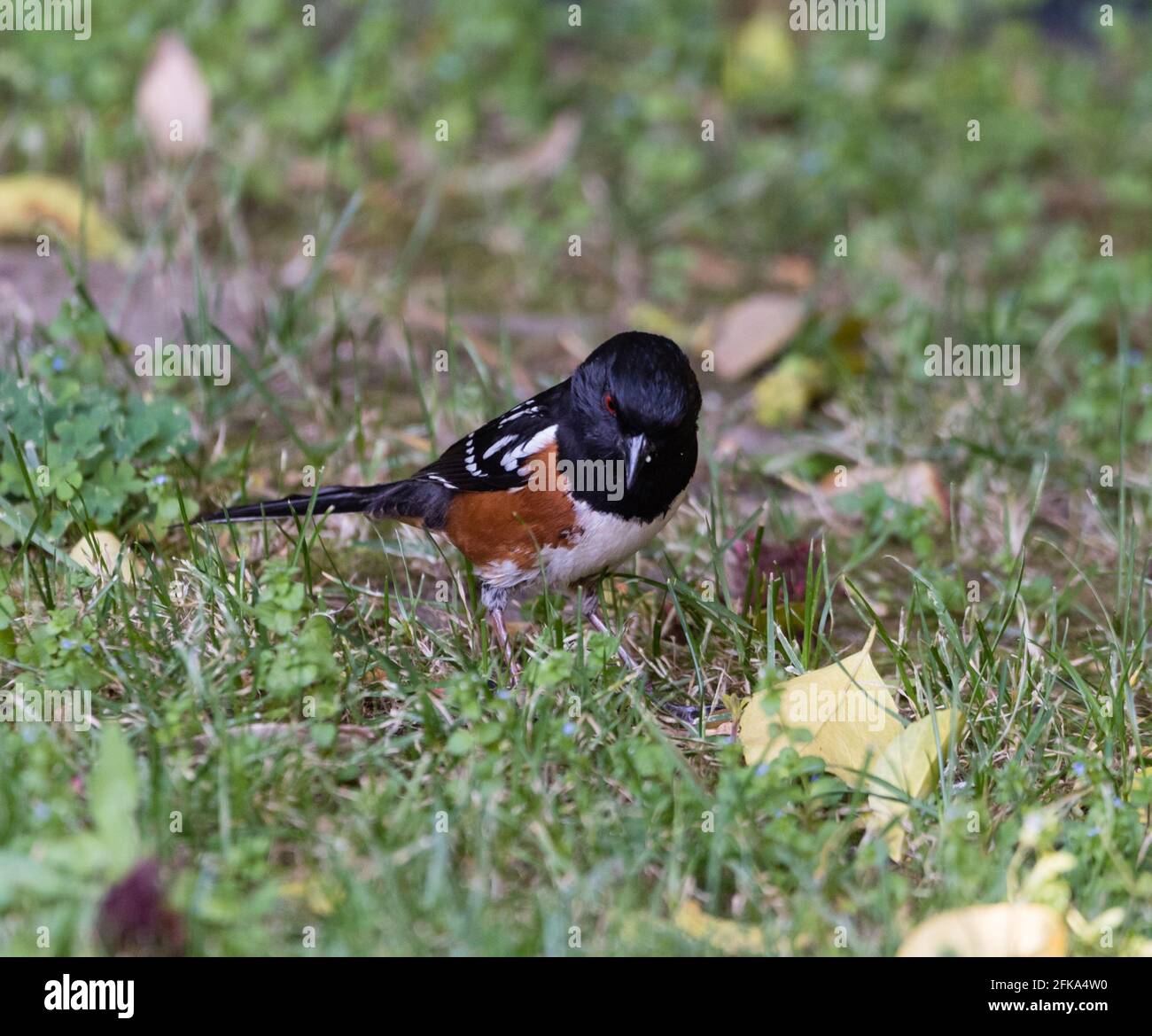 Spotted towhee bird in the backyard Stock Photo - Alamy