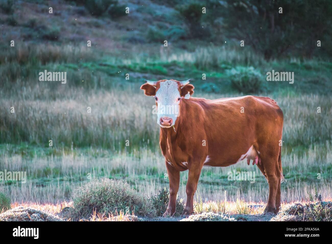 Argentine cow hi-res stock photography and images - Alamy
