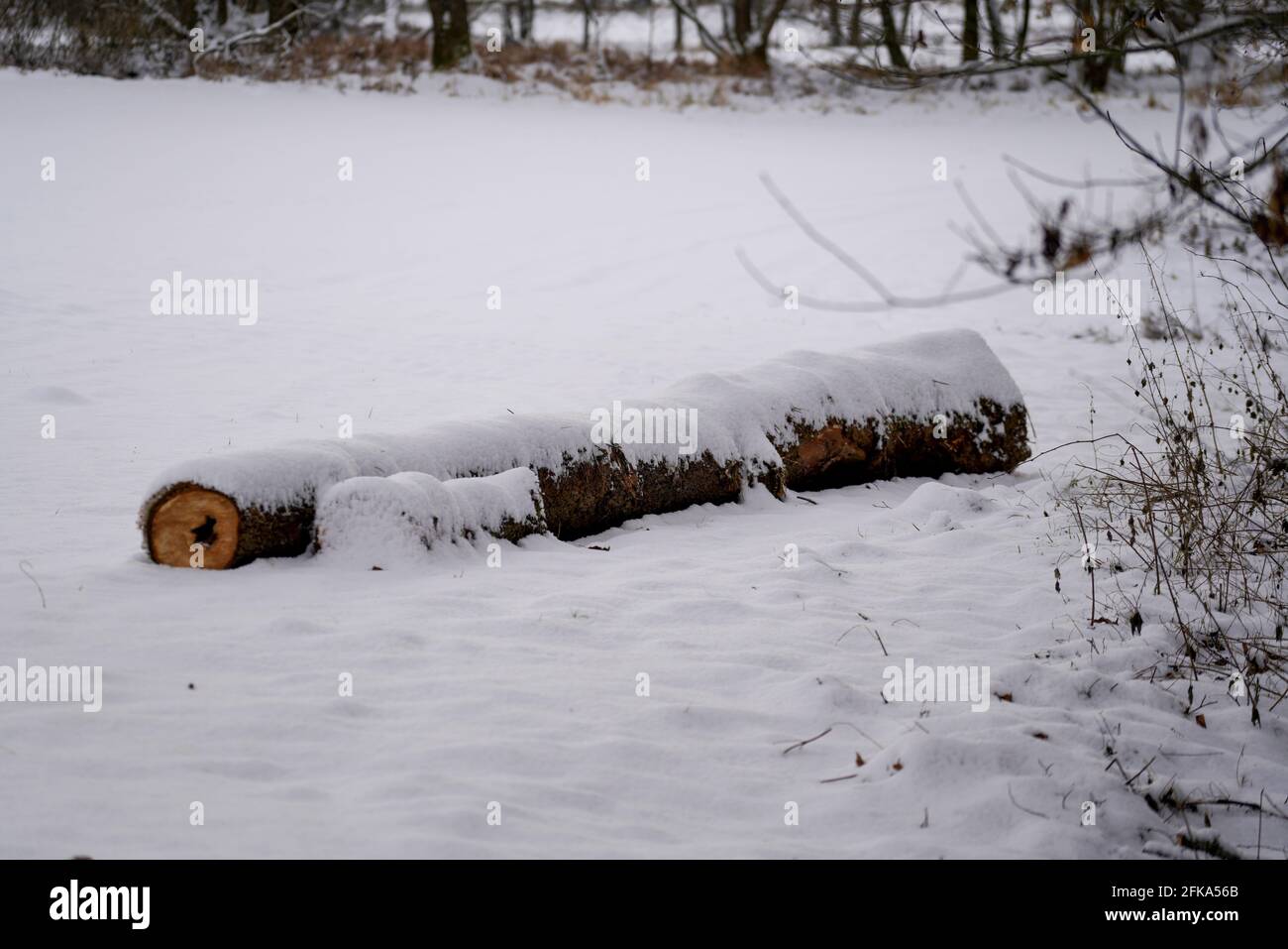 Frost covered log hi-res stock photography and images - Alamy