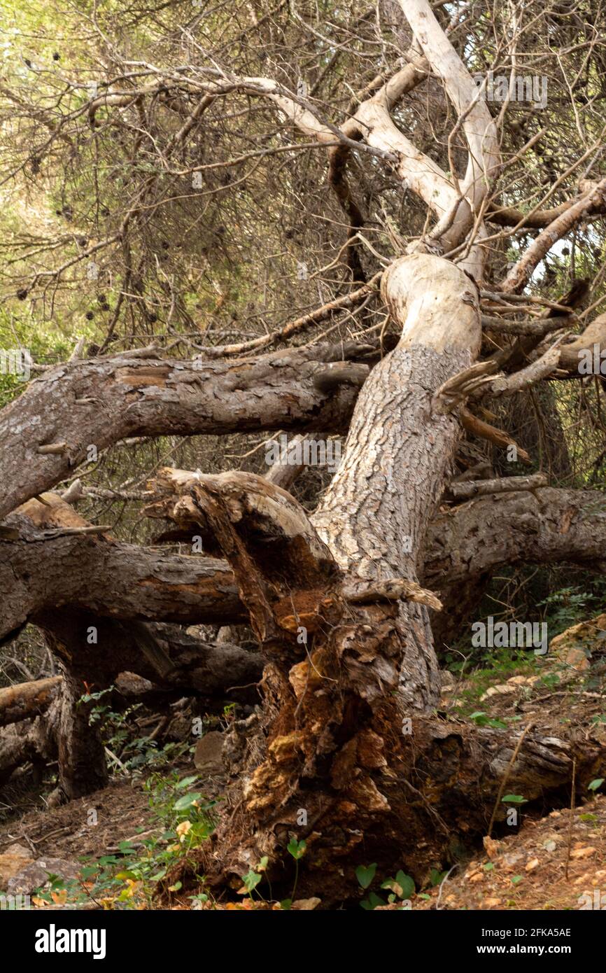 Old fallen tree in the middle of the forest Stock Photo - Alamy