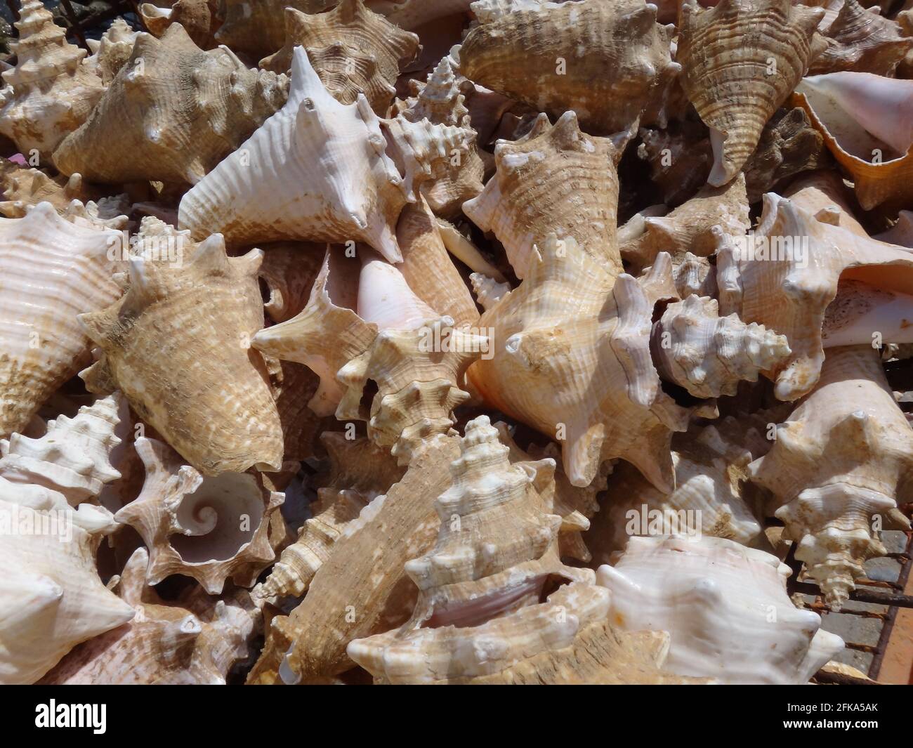 Pile of beautiful seashells and sea snails Stock Photo - Alamy