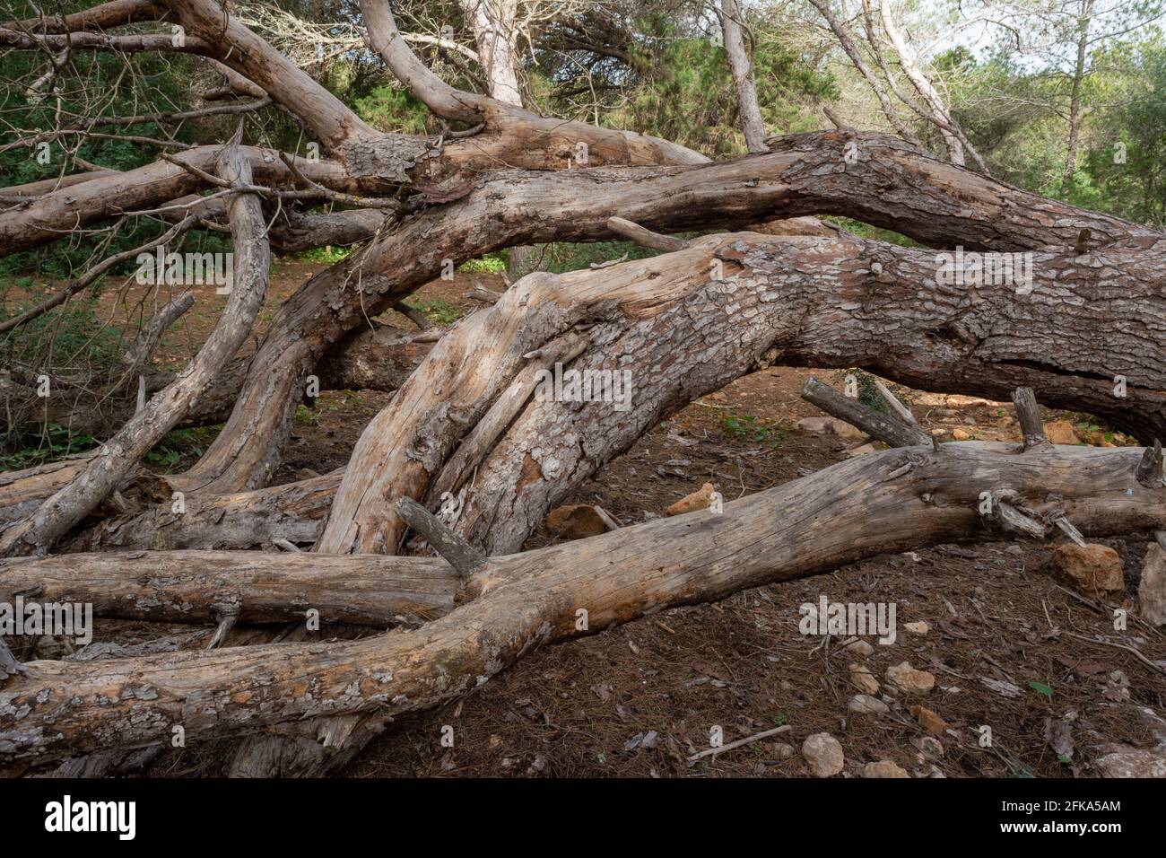 Old fallen tree in the middle of the forest Stock Photo - Alamy