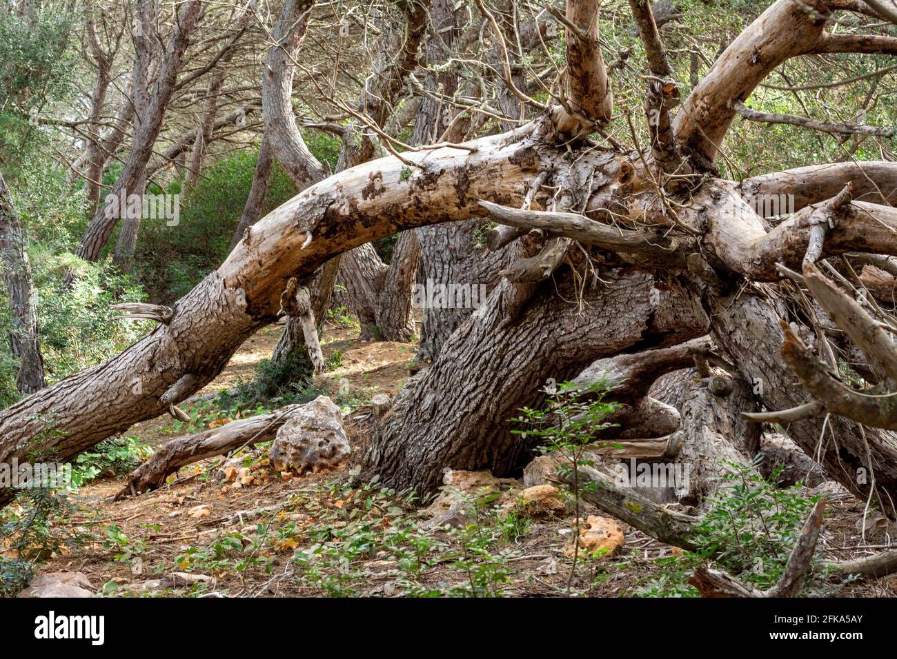 Old fallen tree in the middle of the forest Stock Photo - Alamy