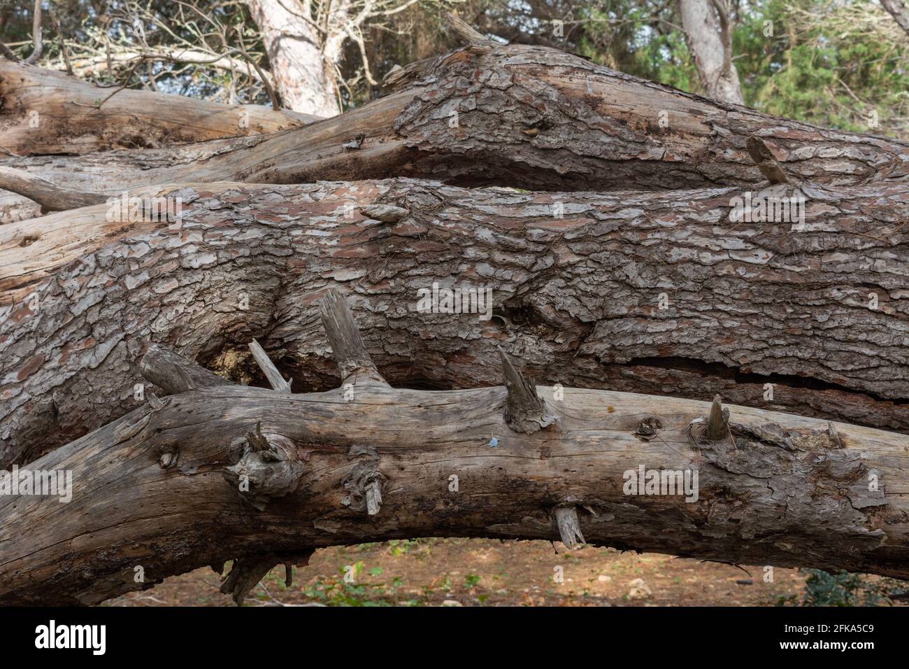 Old fallen tree in the middle of the forest Stock Photo - Alamy
