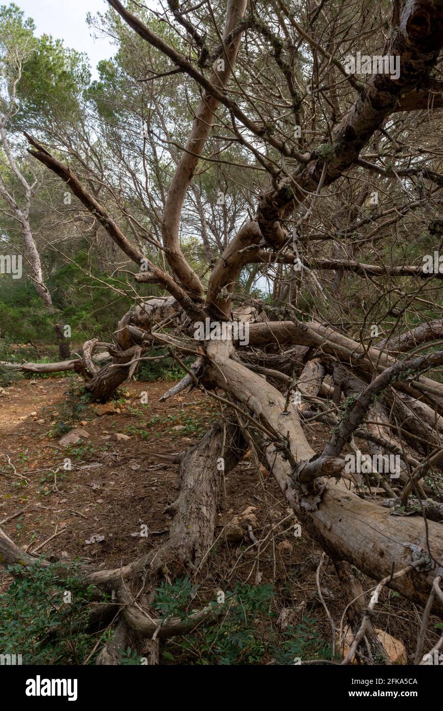 Old fallen tree in the middle of the forest Stock Photo - Alamy
