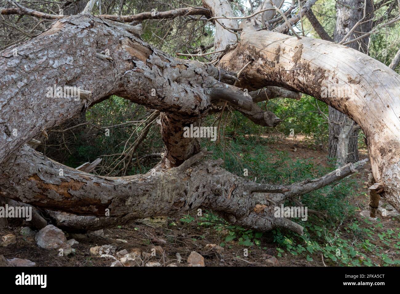 Old fallen tree in the middle of the forest Stock Photo - Alamy