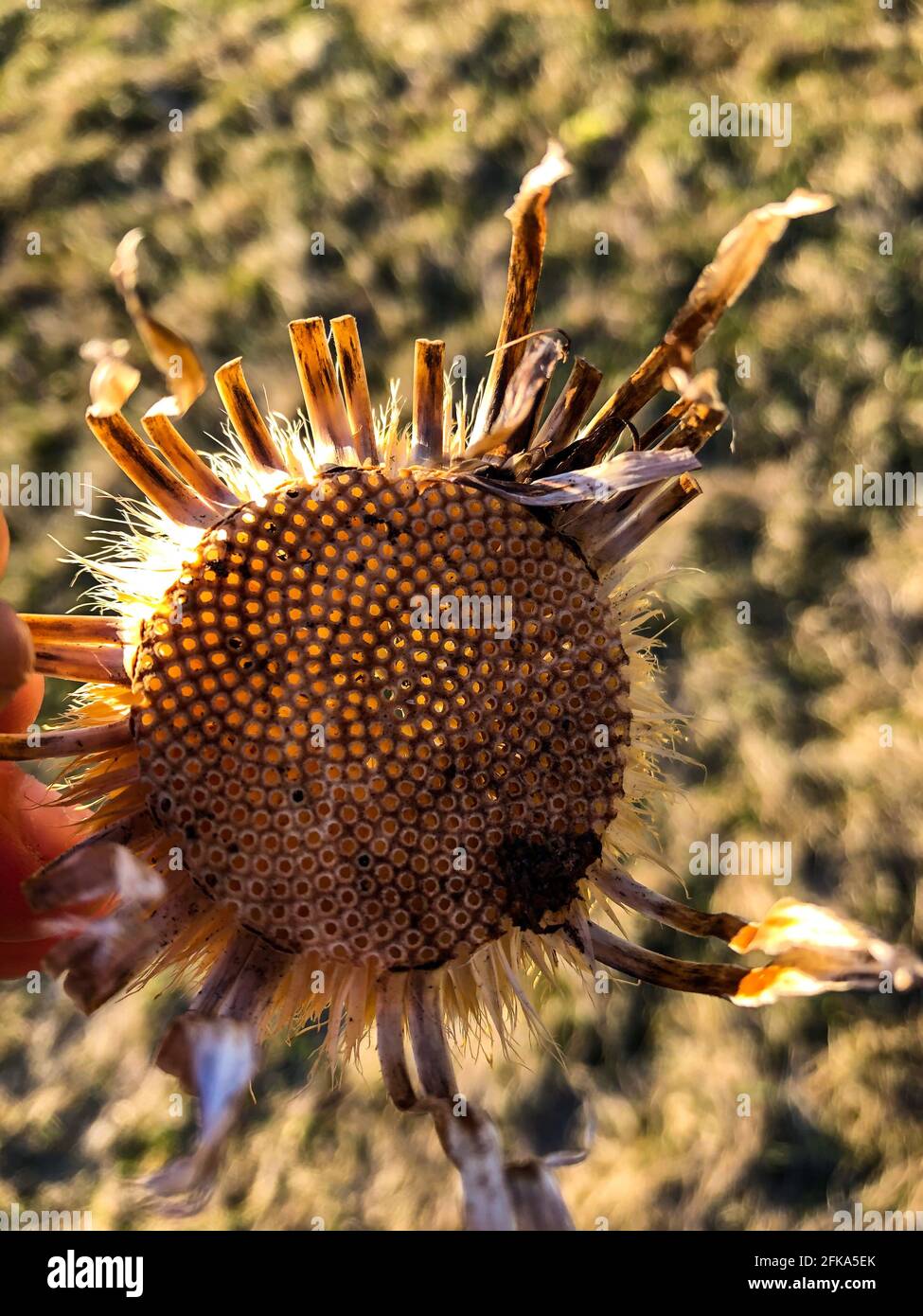 Rotten sunflower hi-res stock photography and images - Alamy