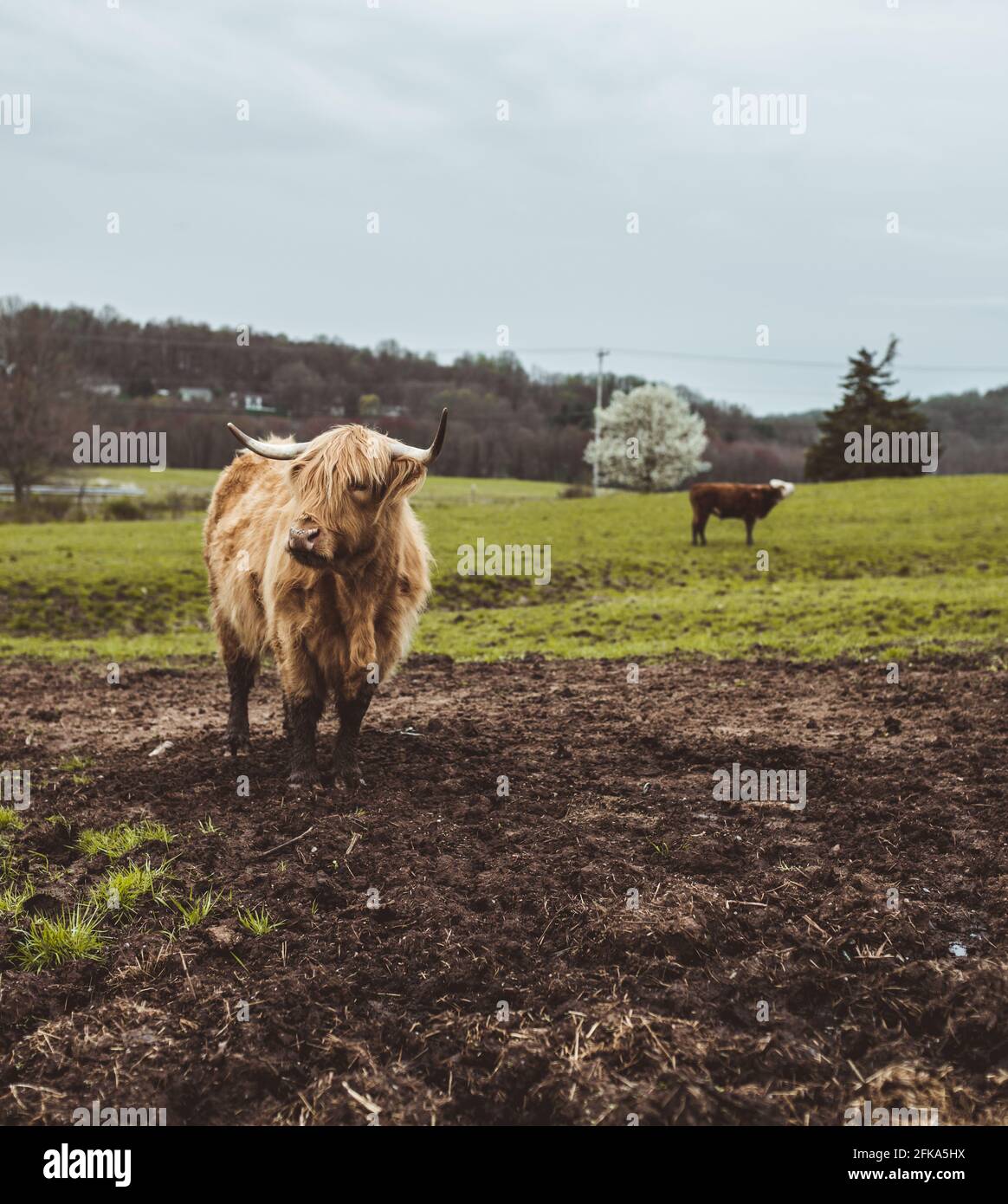 Vertical shot of a ginger bull on a green field outdoors Stock Photo ...