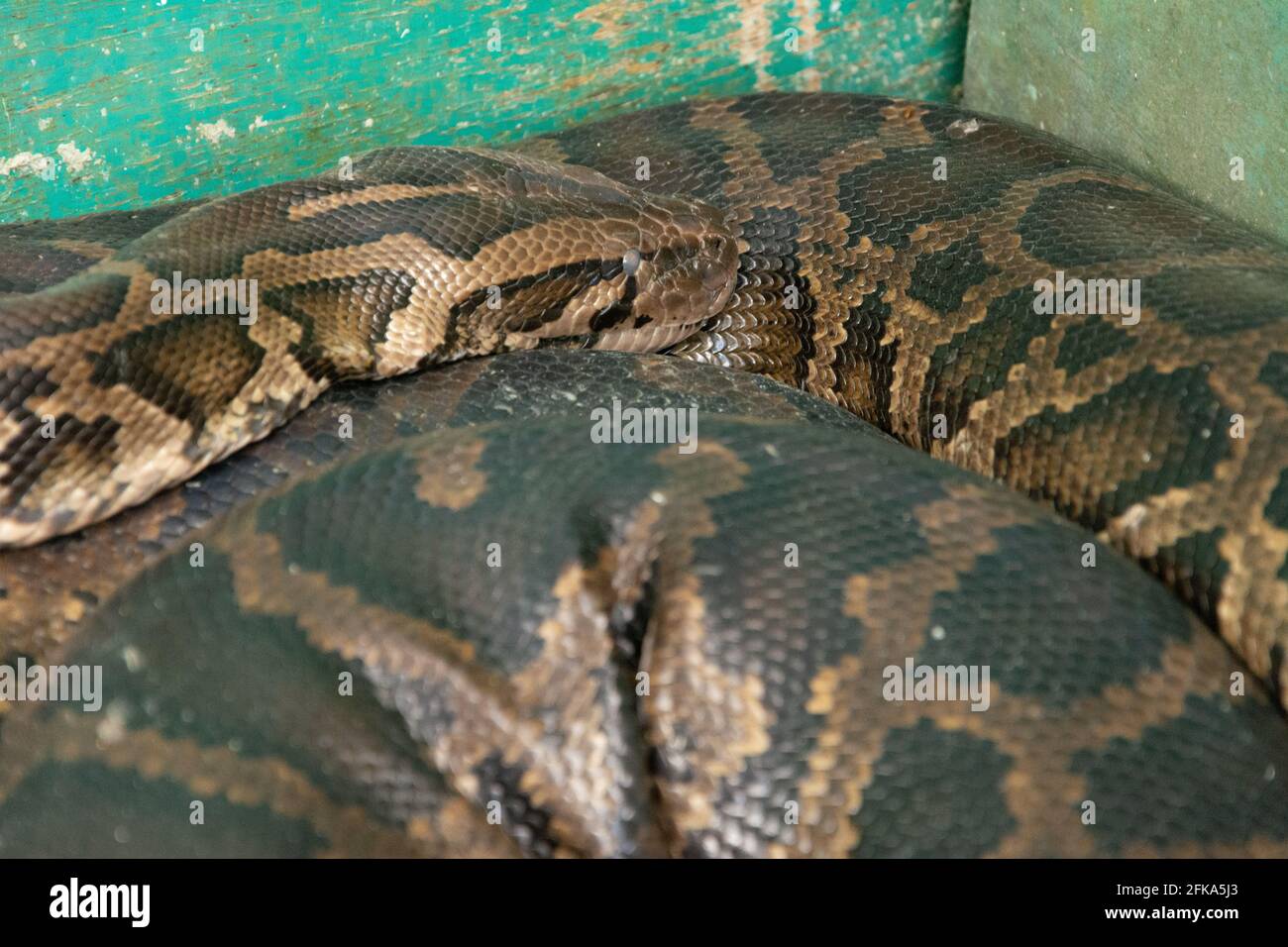 Beautiful burmese python hi-res stock photography and images - Alamy
