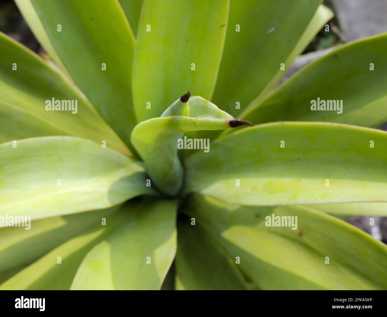 Closeup of potted foxtail agave under the sunlight with a blurry ...