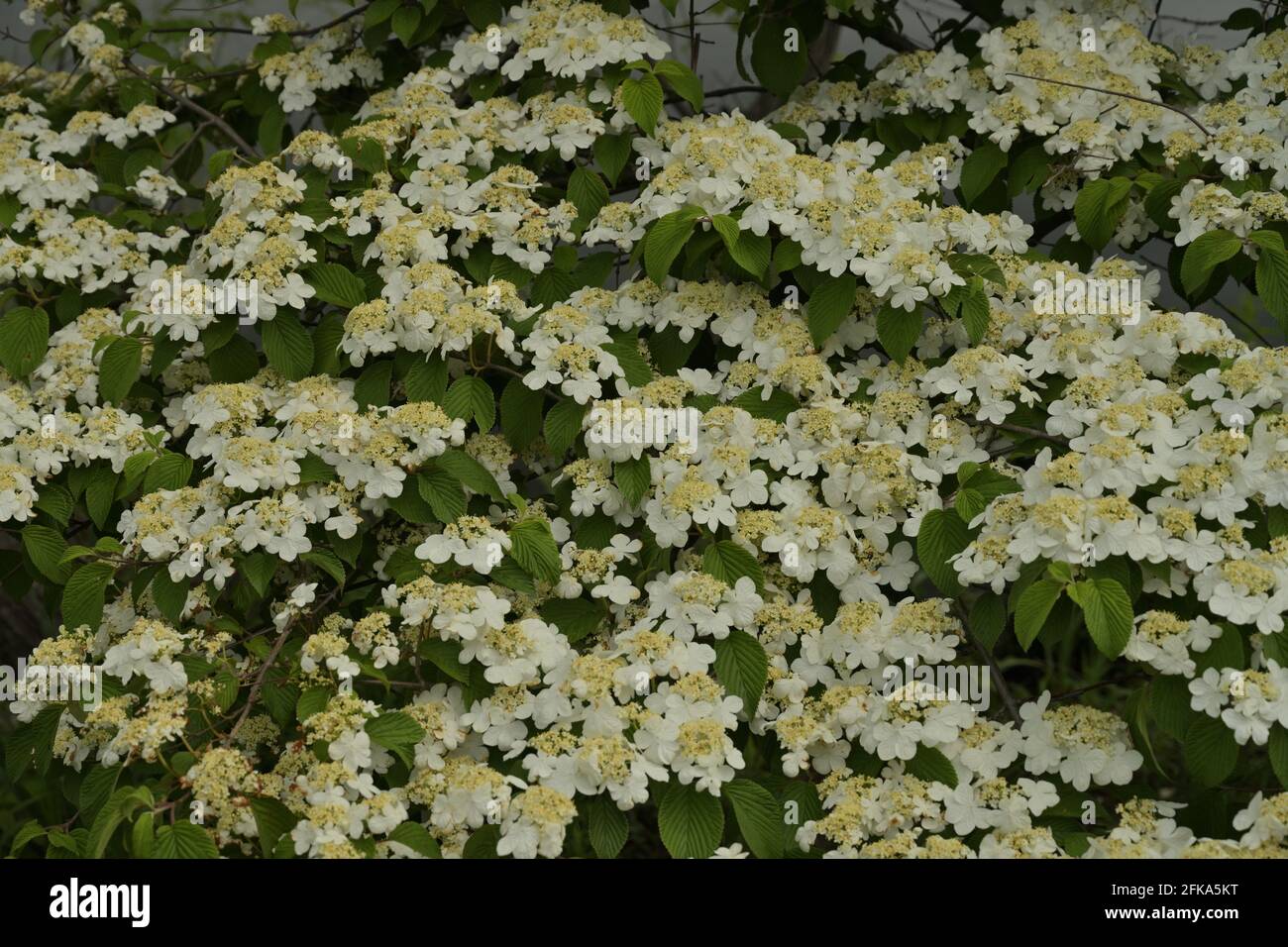 Dogwood State Flower Virginia (USA Stock Photo - Alamy