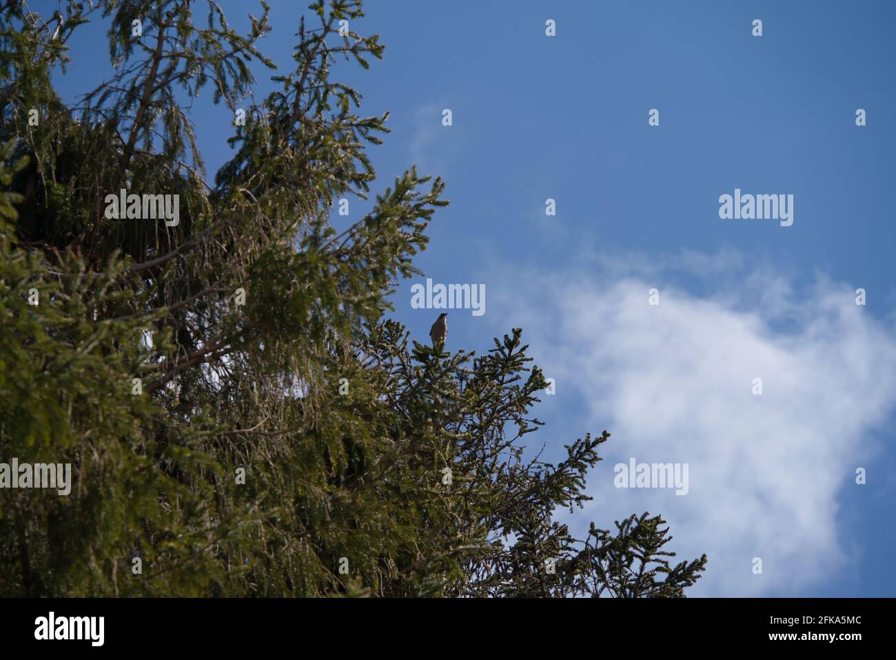 Low angle shot of a Eurasian jay perched on a pine tree under the ...