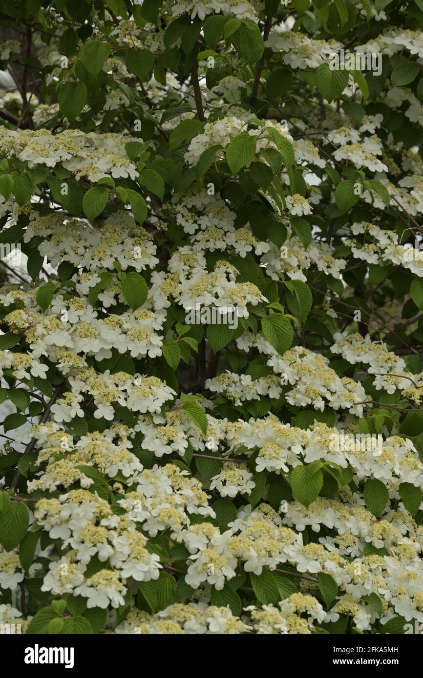Dogwood State Flower Virginia (USA Stock Photo - Alamy