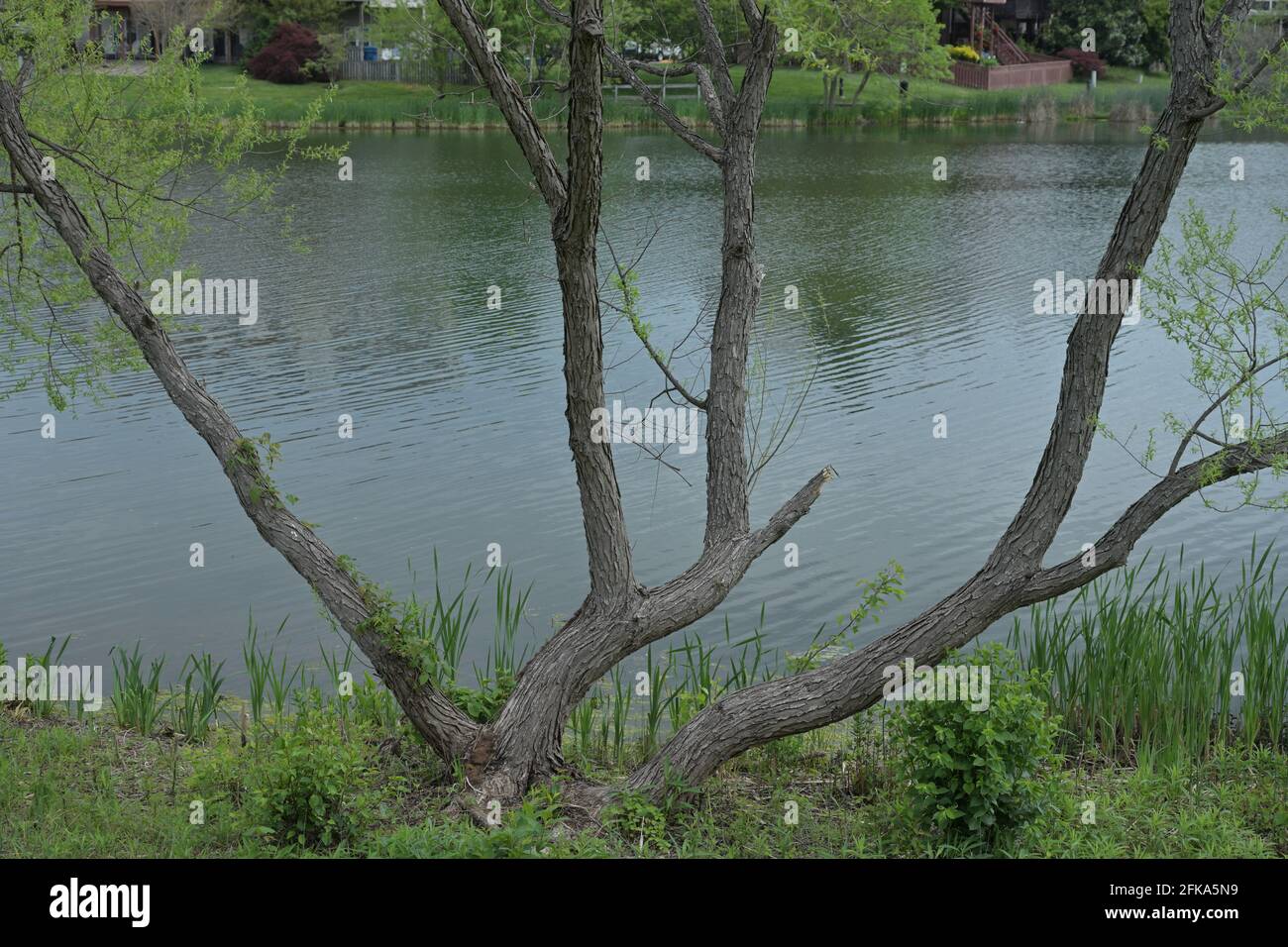Tree Art on Lake Stock Photo - Alamy