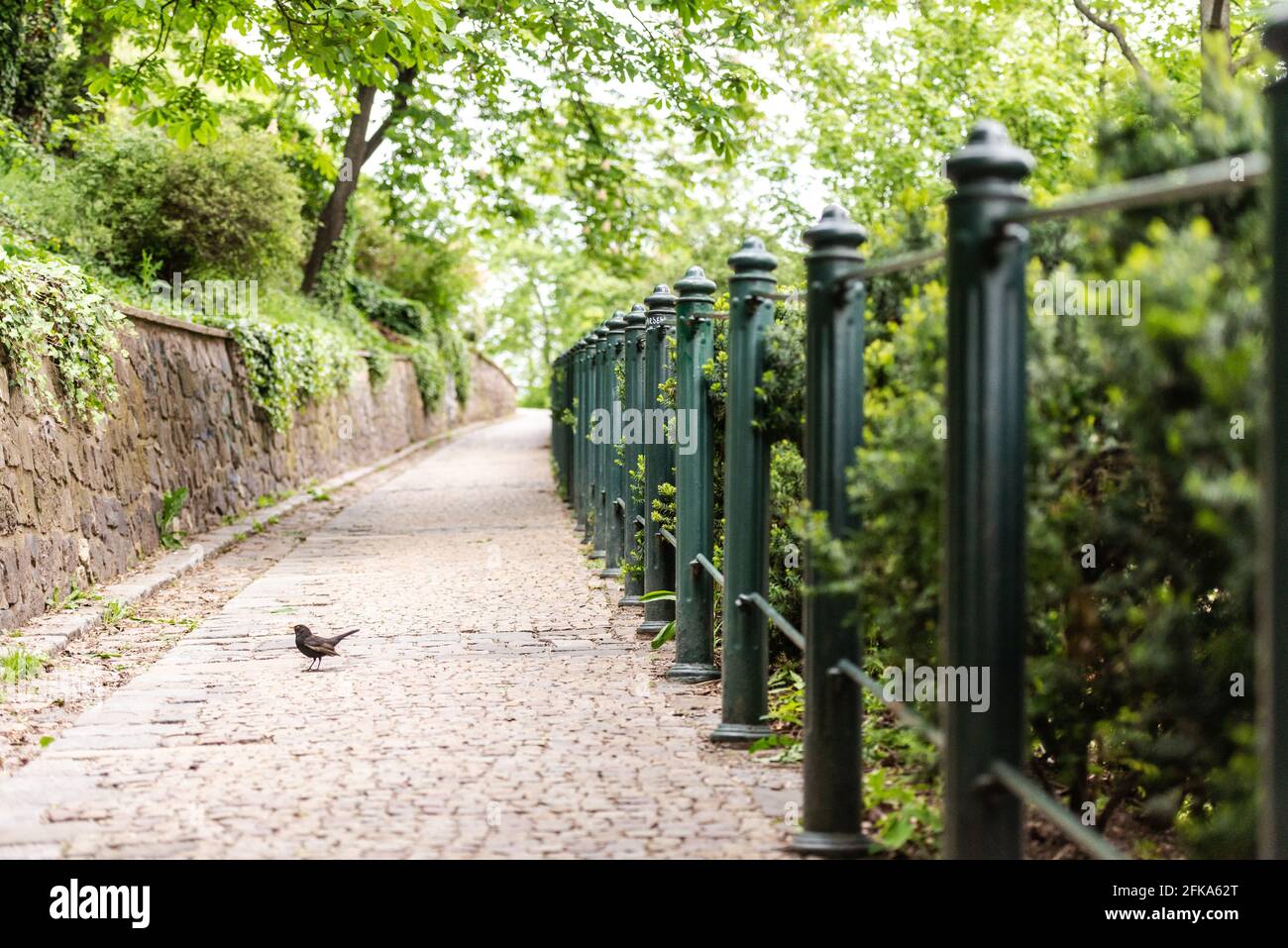 Beautiful path with a bird. A cozy path at the retaining wall going ...