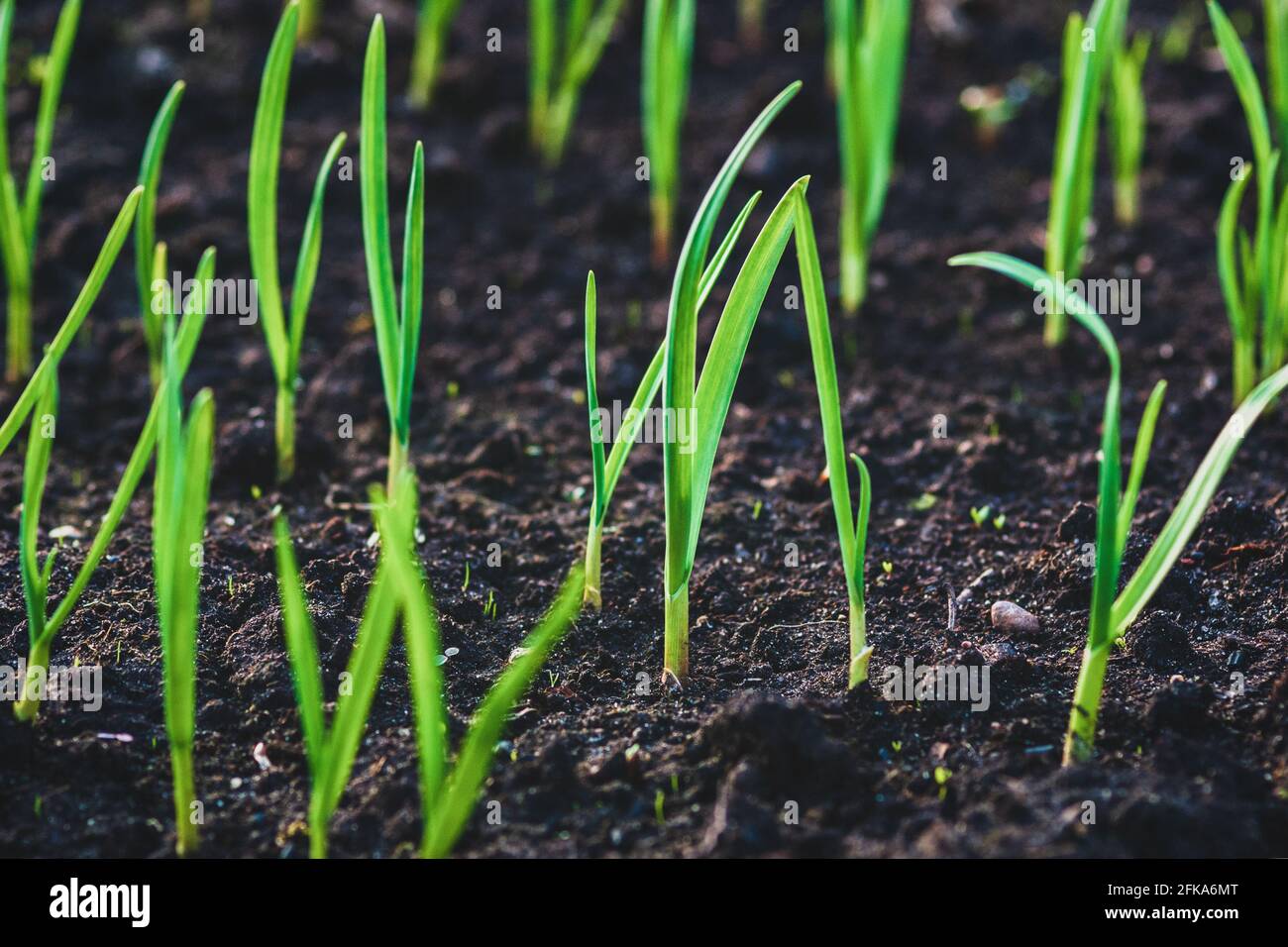 Young garlic sprouts hi-res stock photography and images - Alamy
