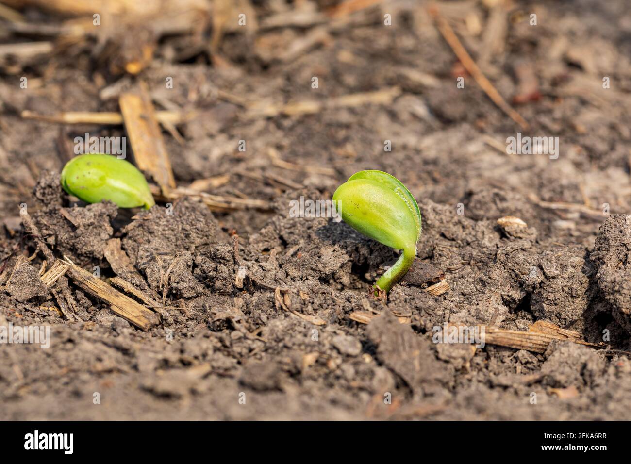 Cotyledon seed germination hi-res stock photography and images - Alamy