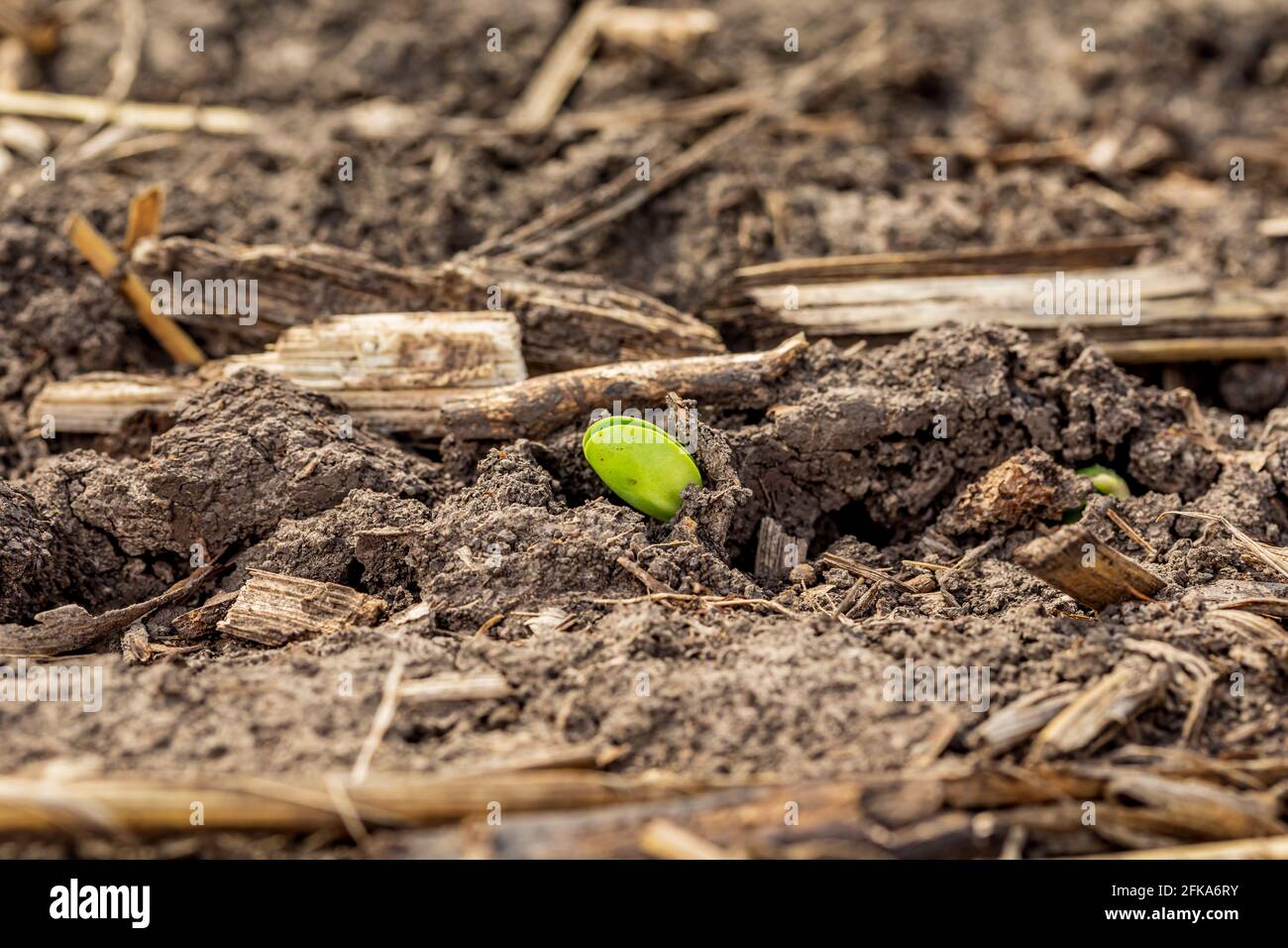 Cotyledon seed germination hi-res stock photography and images - Alamy