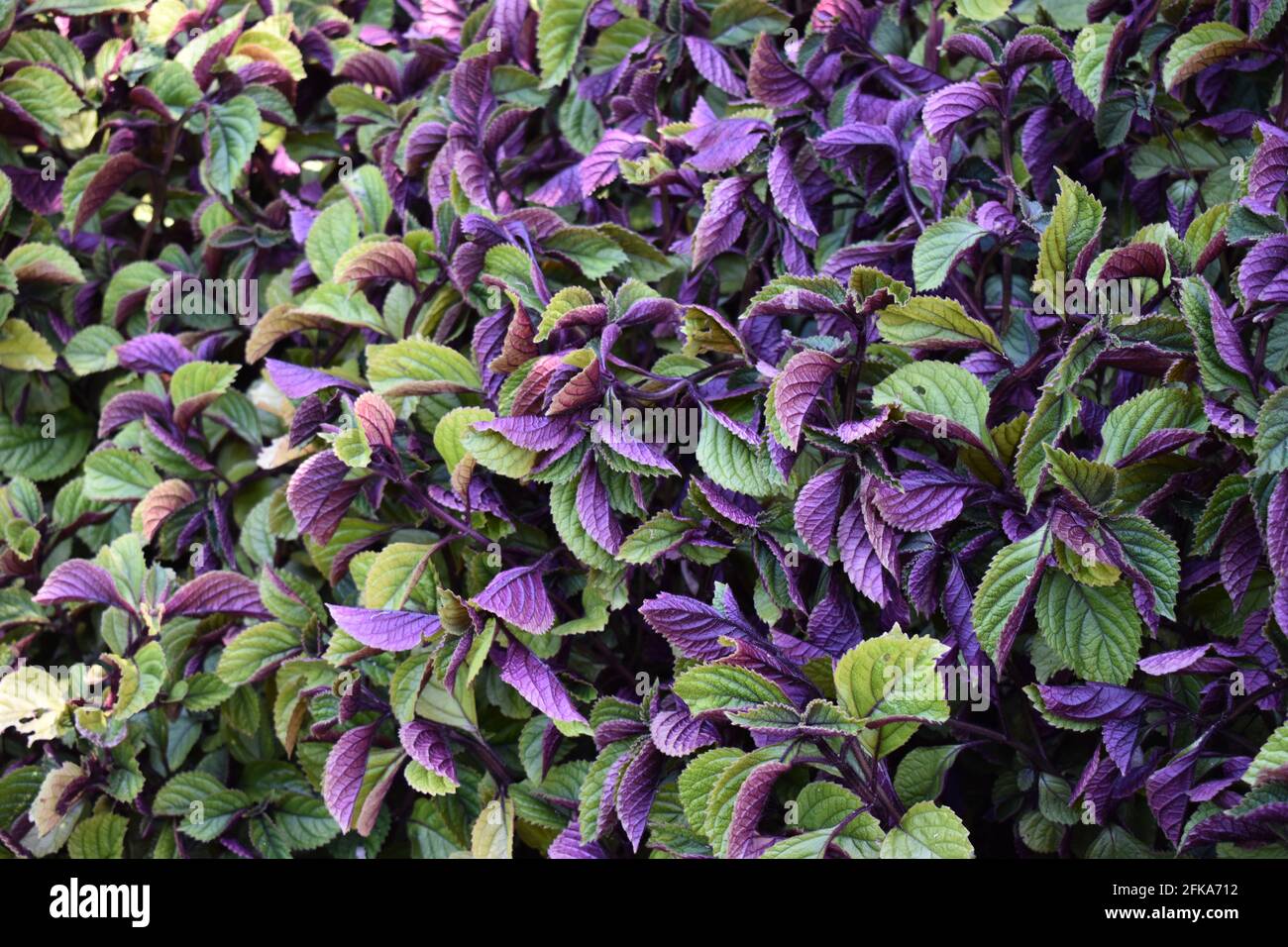 Spur flower hi-res stock photography and images - Alamy