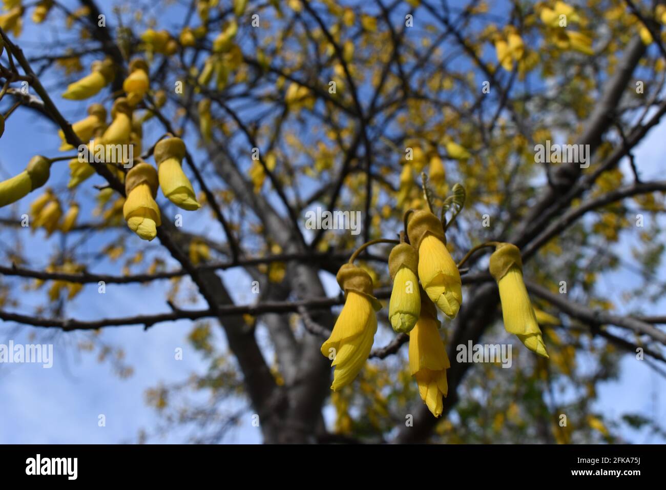 Kowhai tree hi-res stock photography and images - Alamy