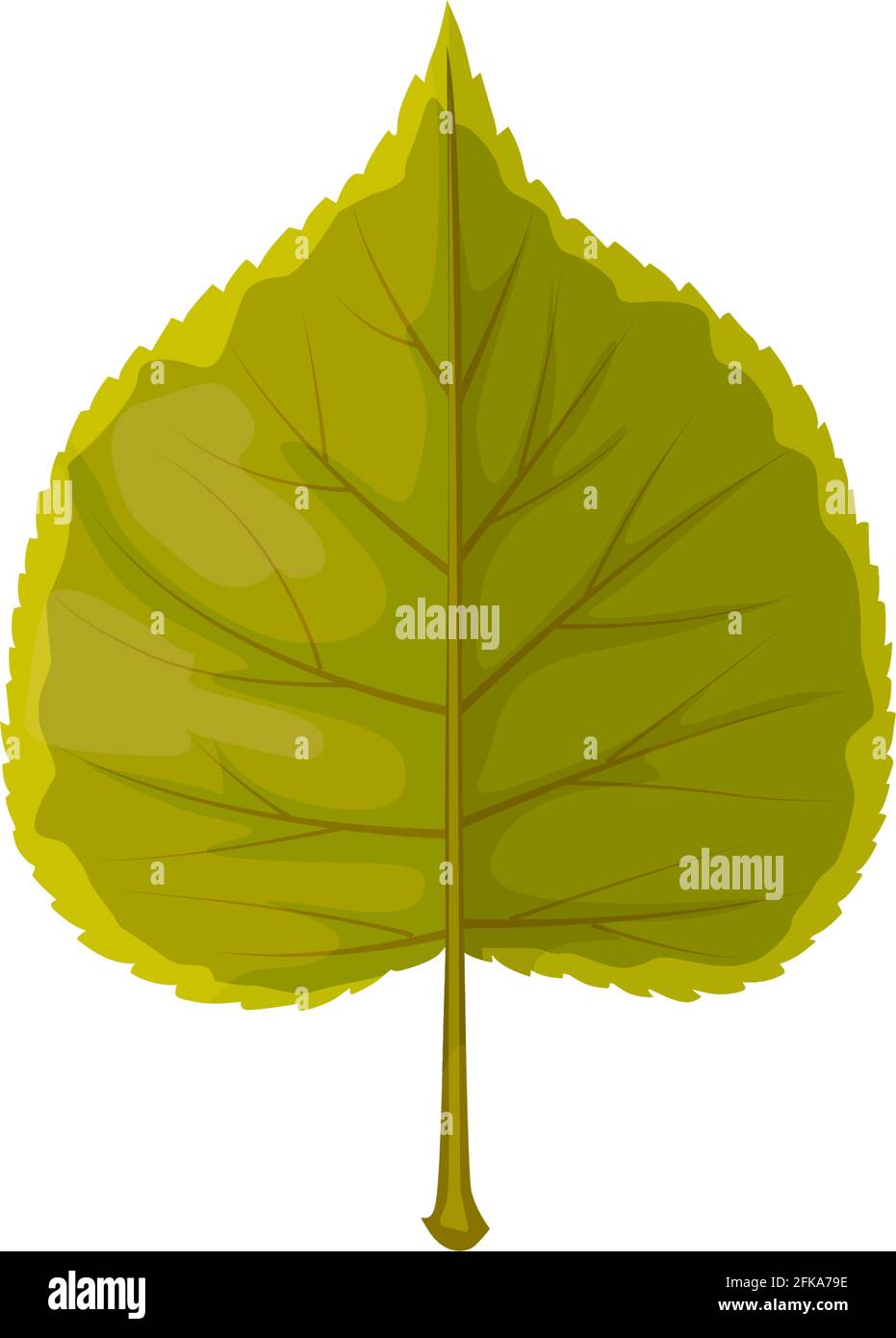 Linden leaf vector icon, cartoon tree foliage, leaf of green color ...