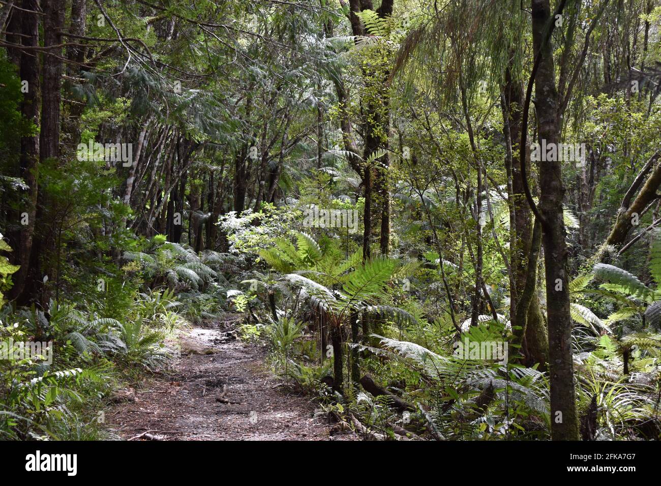 Forest walk hi-res stock photography and images - Alamy