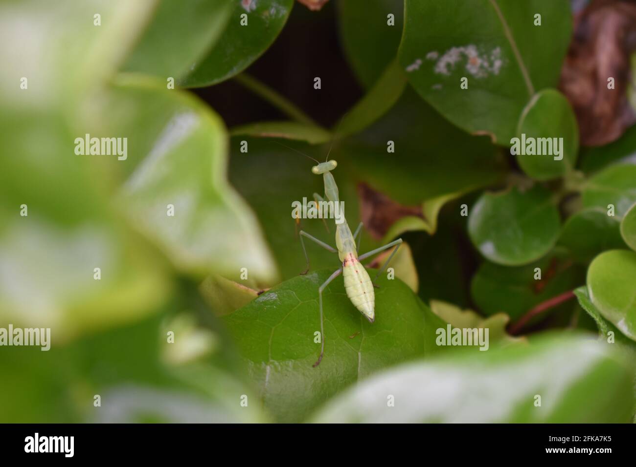 New zealand mantis hi-res stock photography and images - Alamy